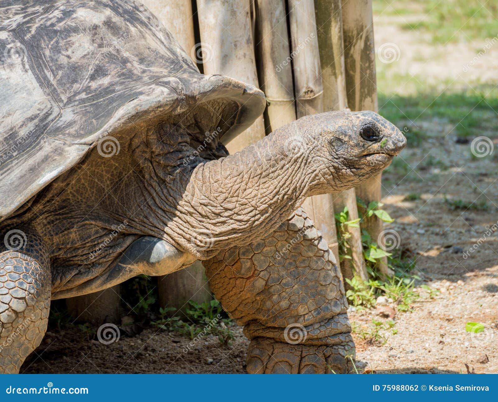 The Very Big Turtle Walking on the Sand Stock Photo - Image of head ...