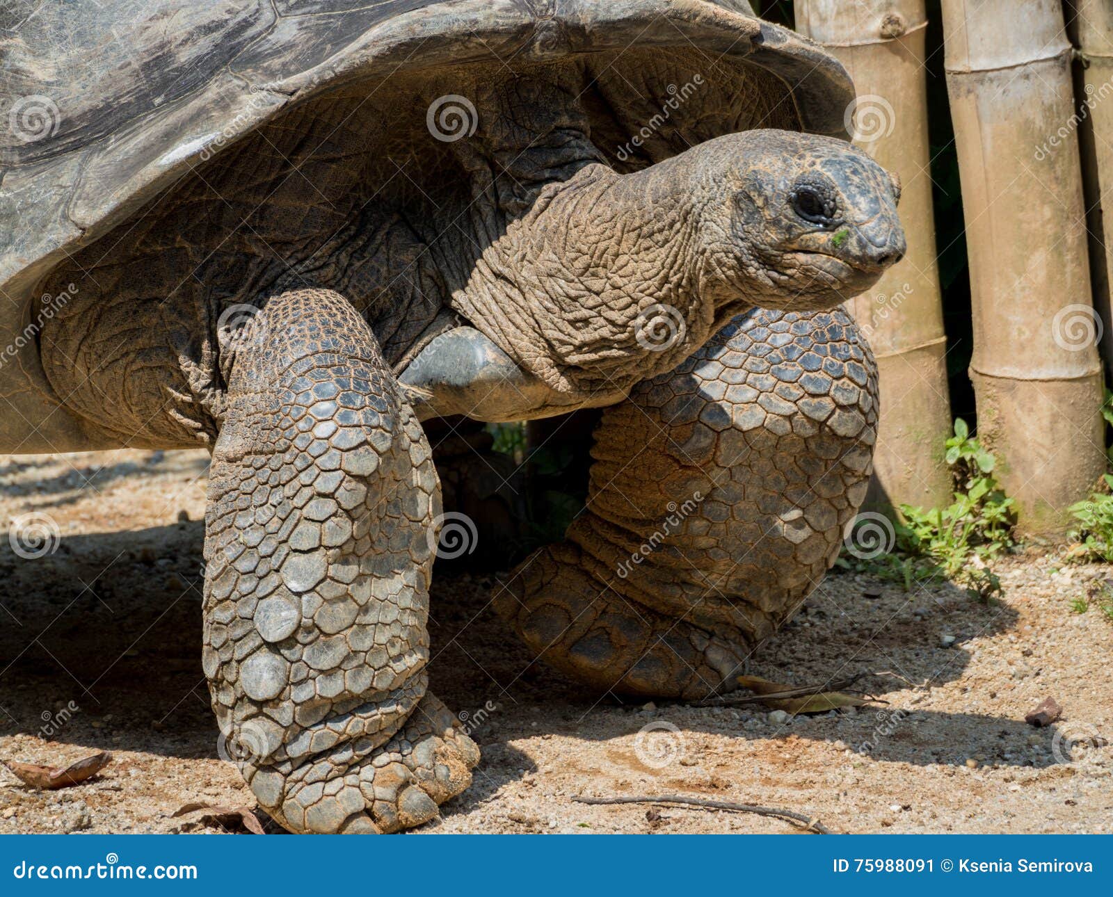 The Very Big Turtle Walking on the Sand Stock Image - Image of ancient ...