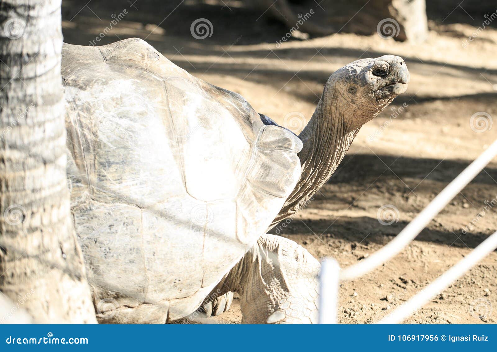 Very big turtle in a zoo stock photo. Image of mouth - 106917956