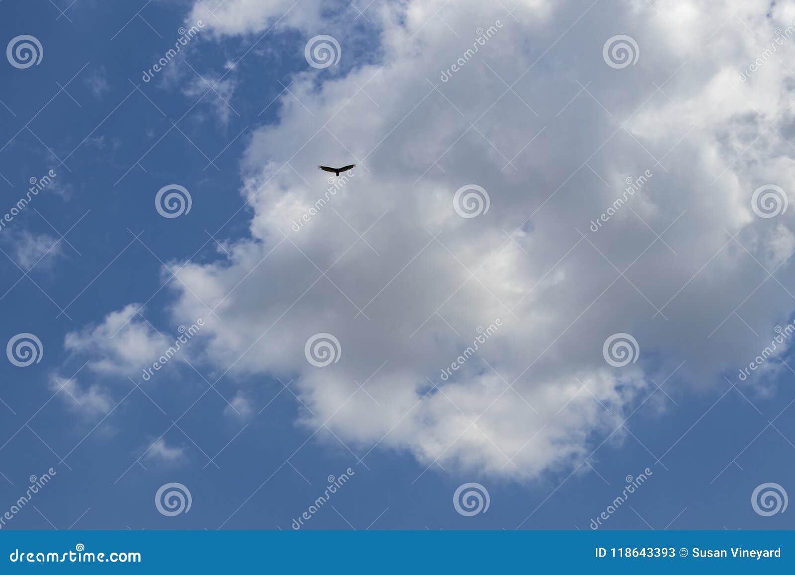Very Blue Sky with Beautiful Fluffy Clouds and a Lone Eagle Flying High ...