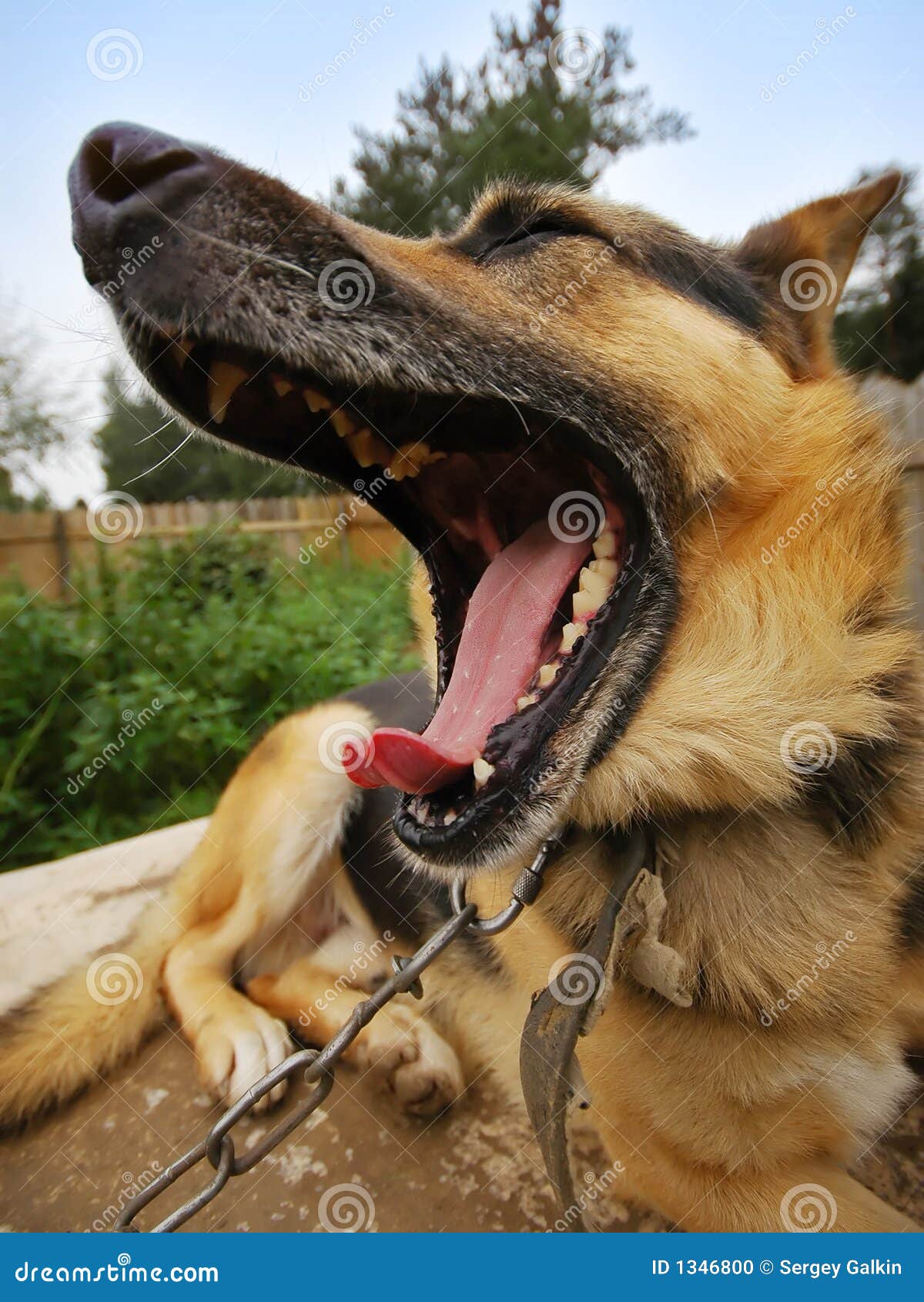 Very bored dog stock photo. Image of collar, famine, moustaches - 1346800