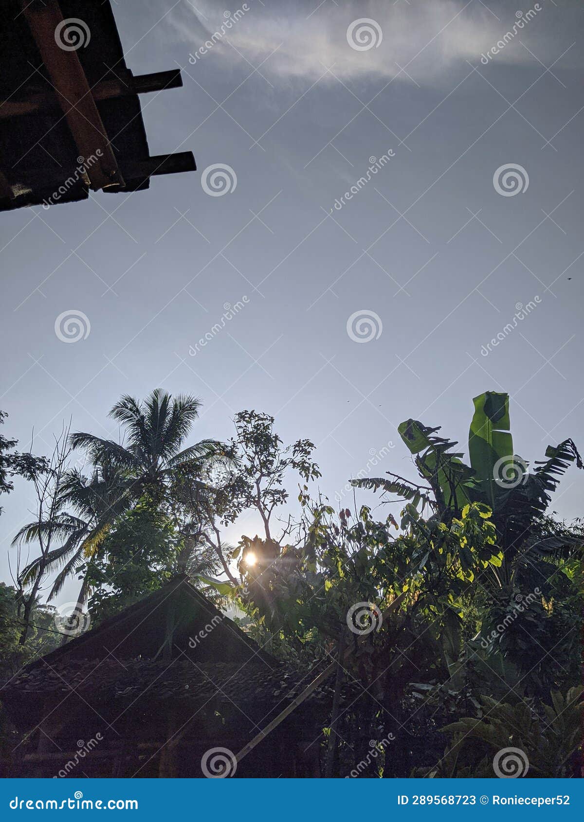 Very bright morning stock image. Image of morning, bright - 289568723
