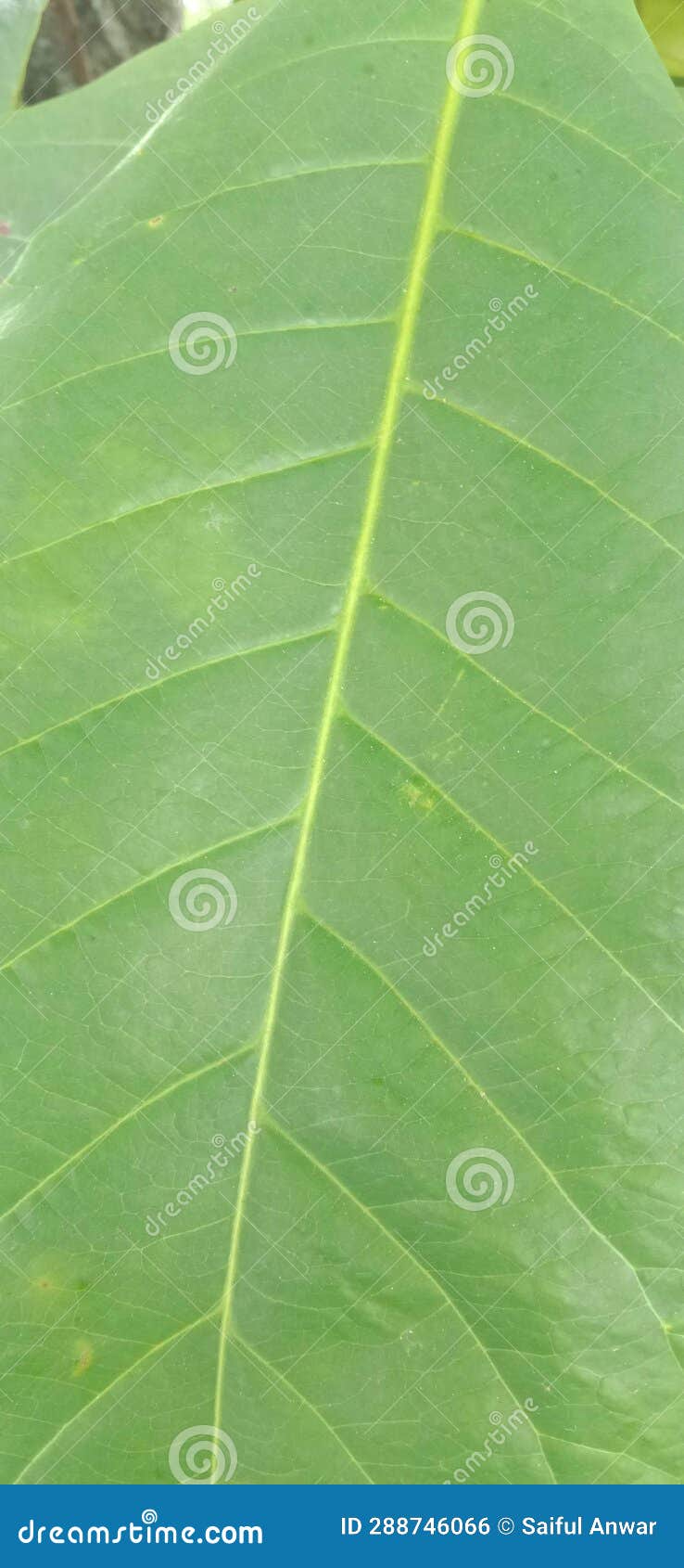 The Very Broad Green Leaves Look Beautiful and Splendid Stock Photo ...
