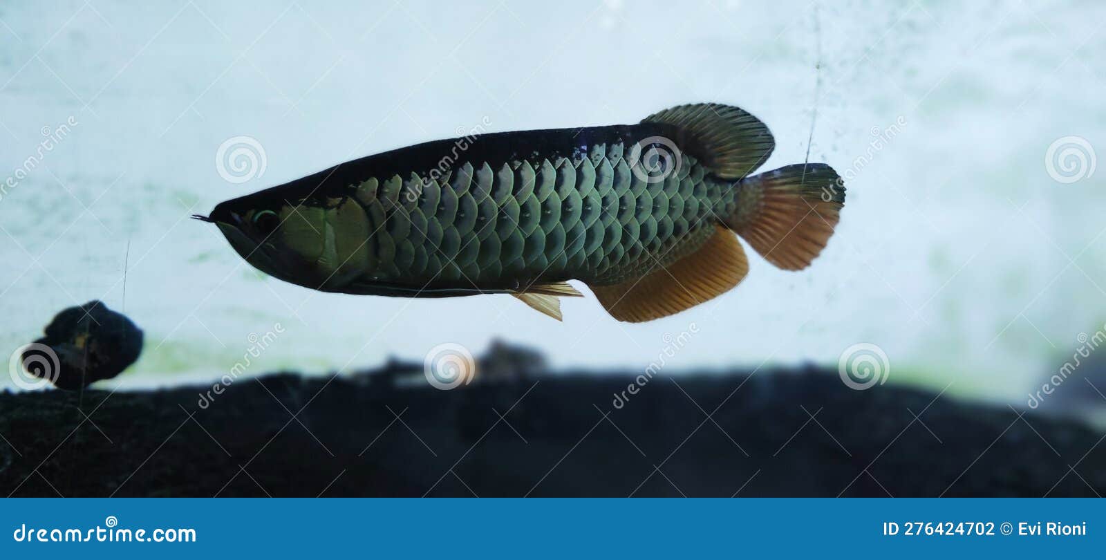 Very Charming Arwana Fish Silver Water See View Stock Photo - Image of ...
