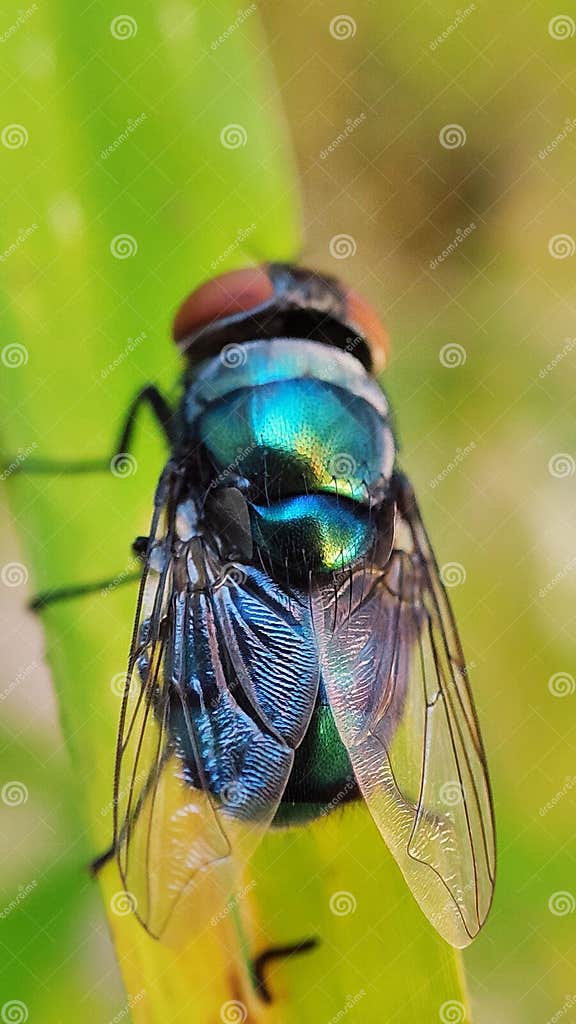 Very charming melee fly stock image. Image of animal - 265986501