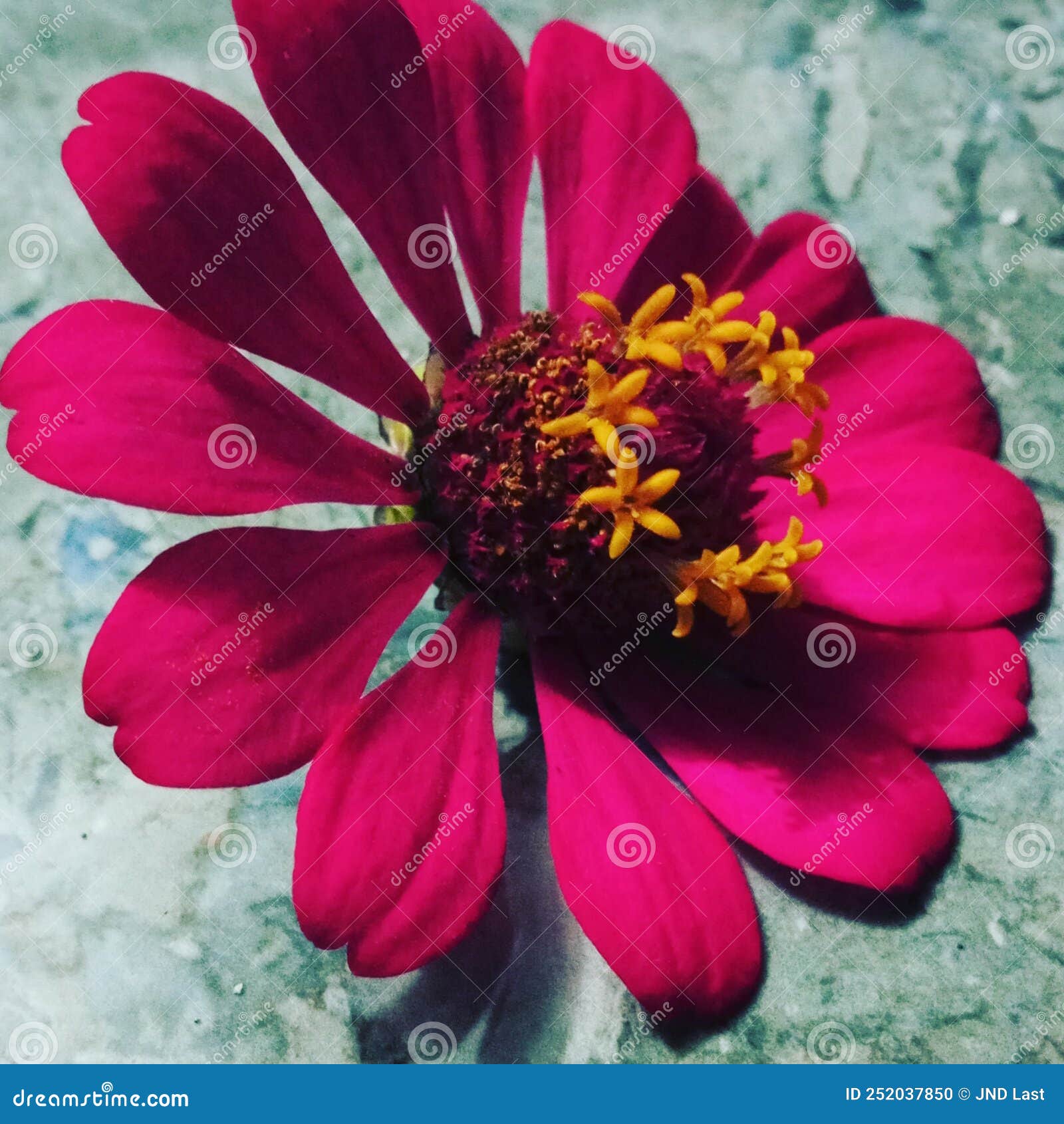 Tangkai Bunga Stock Photos - Free & Royalty-Free Stock Photos from ...