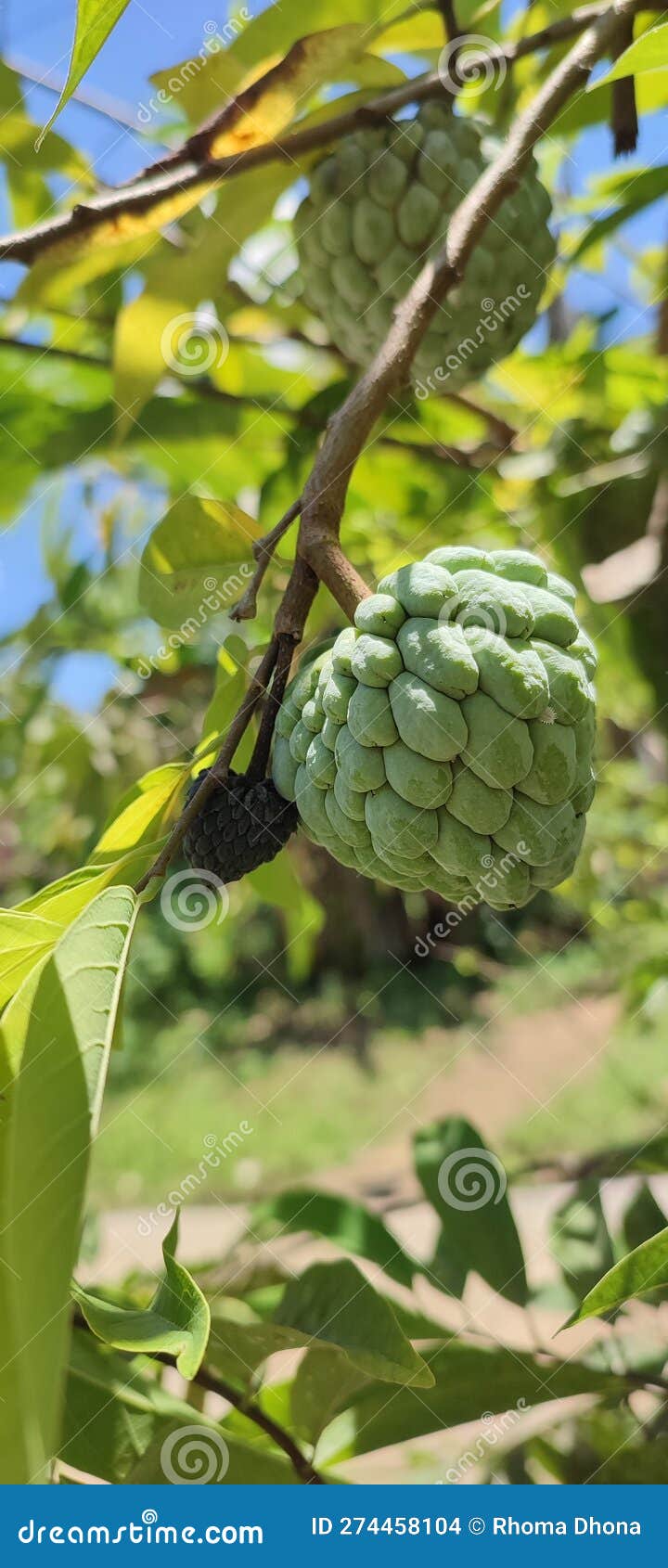 Very Clear Difference between the Two Fresh and Wilted Sugar Apple ...