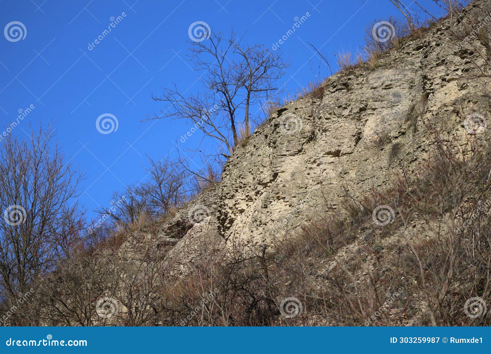 Very Close stock image. Image of bushes, death, courageous - 303259987