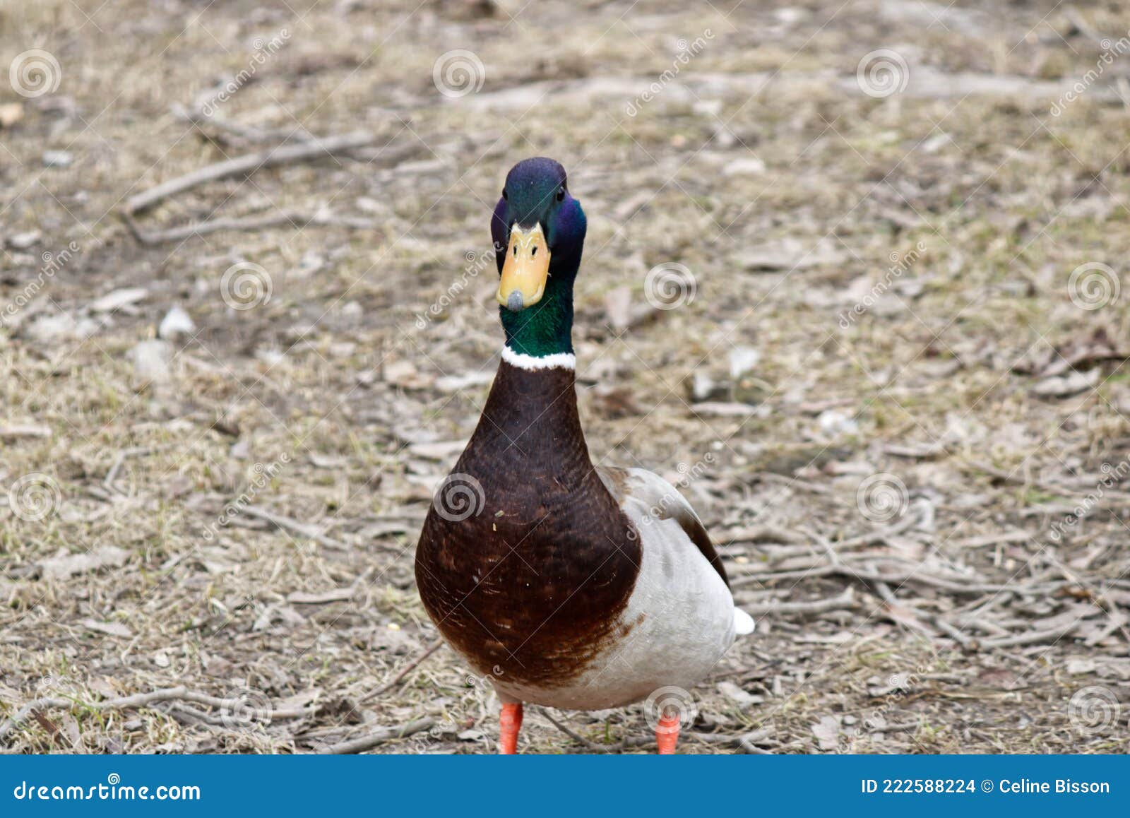 Close Capture of a Mallard Male Duck Looking at the Camera Stock Photo ...