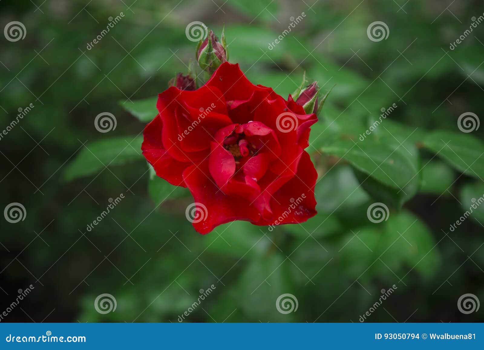 Suggestive Red Rose Flower in Garden Stock Photo - Image of background ...