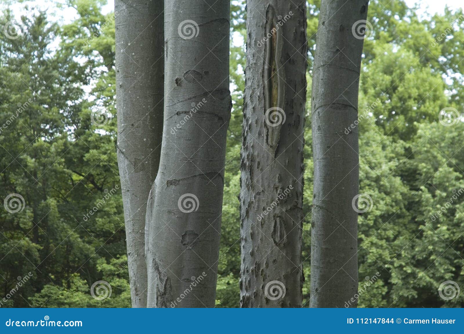 Trunks of Beech Trees Standing Close Together Stock Photo - Image of ...