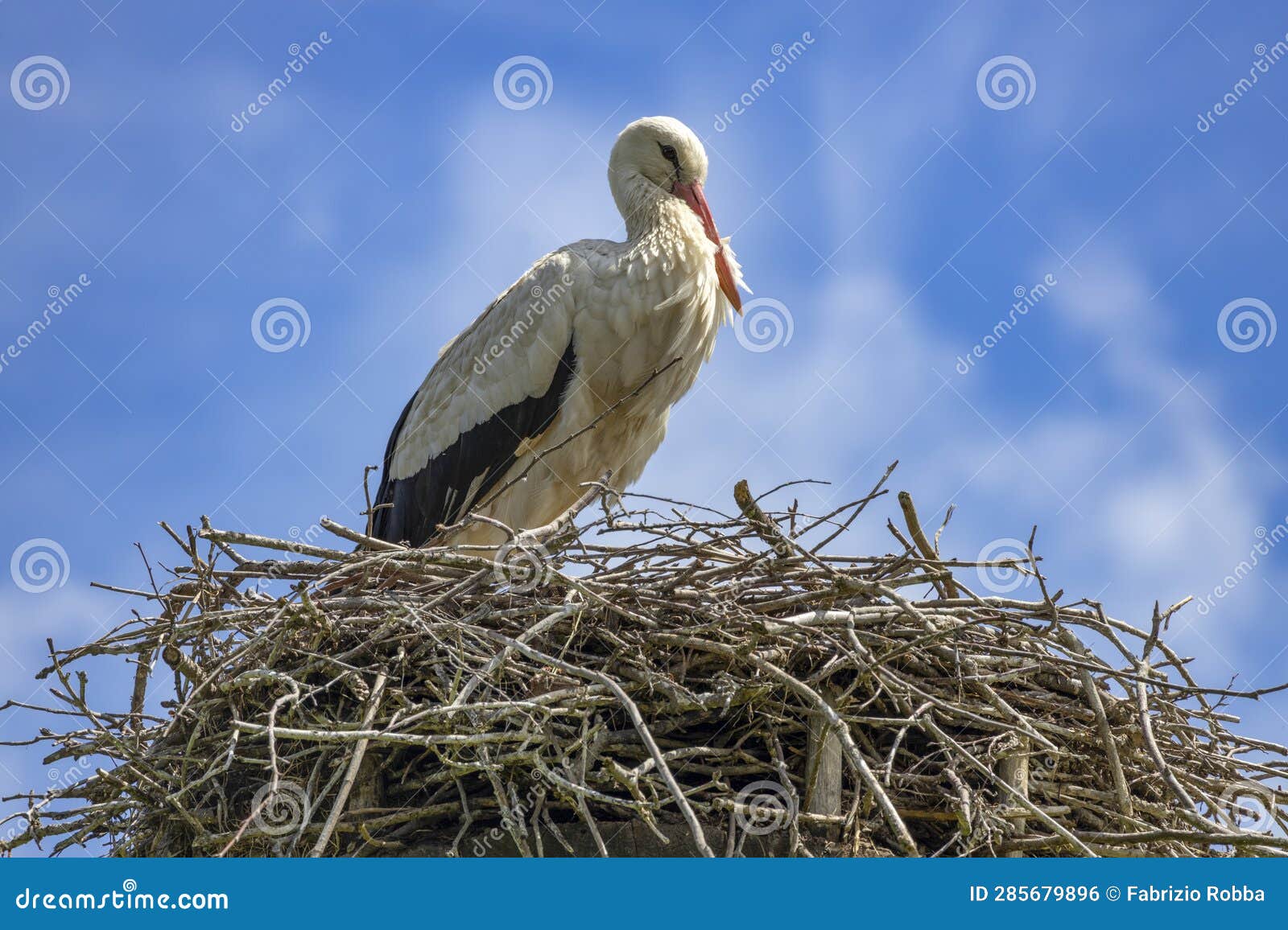 A Very Close Up of Beautiful Stork Specimen in Its Nest Stock Photo ...