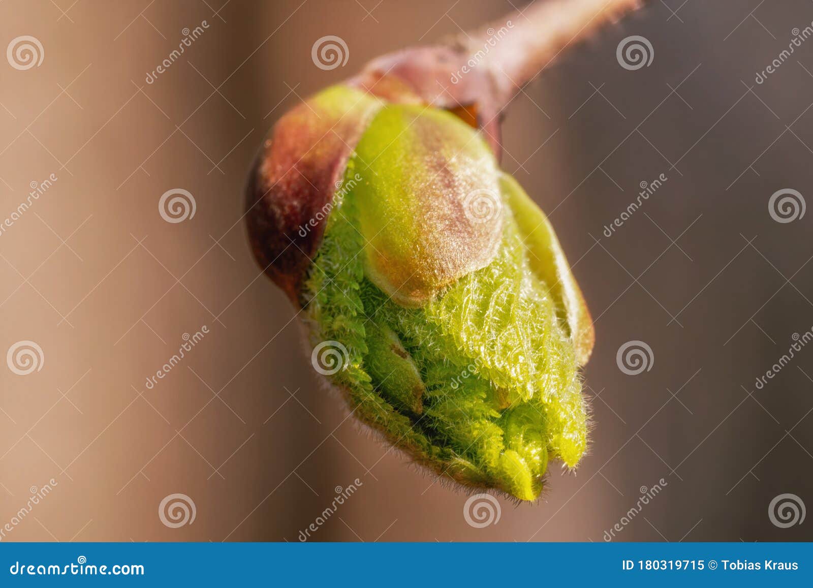 Close Up of a Leaf Bud during Flowering Stock Image - Image of ecology ...