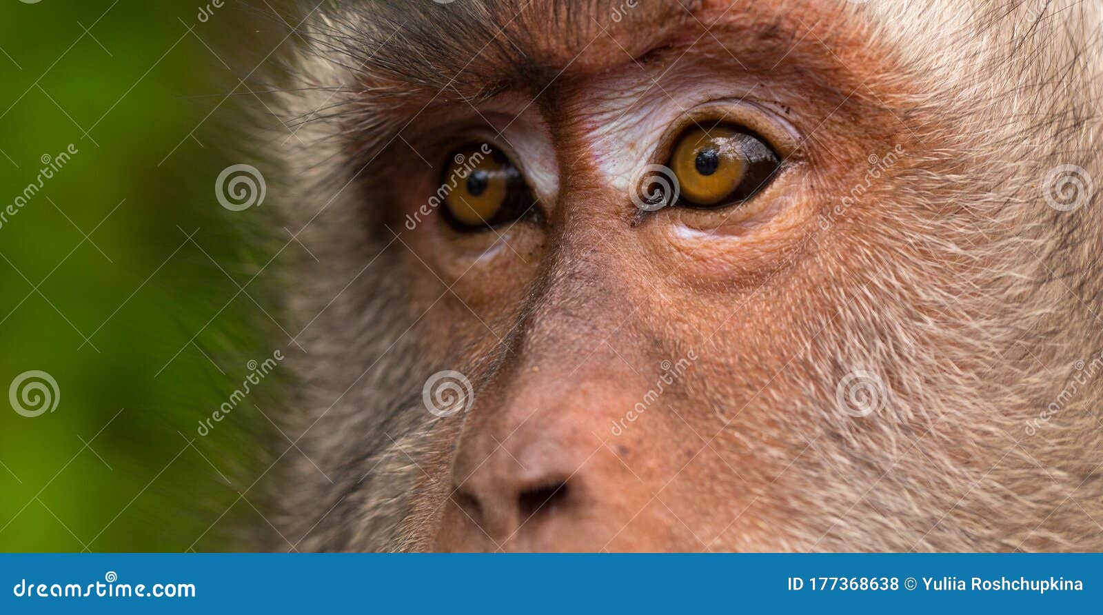 Close-up of a Monkey, Focus on the Eyes Stock Photo - Image of africa ...