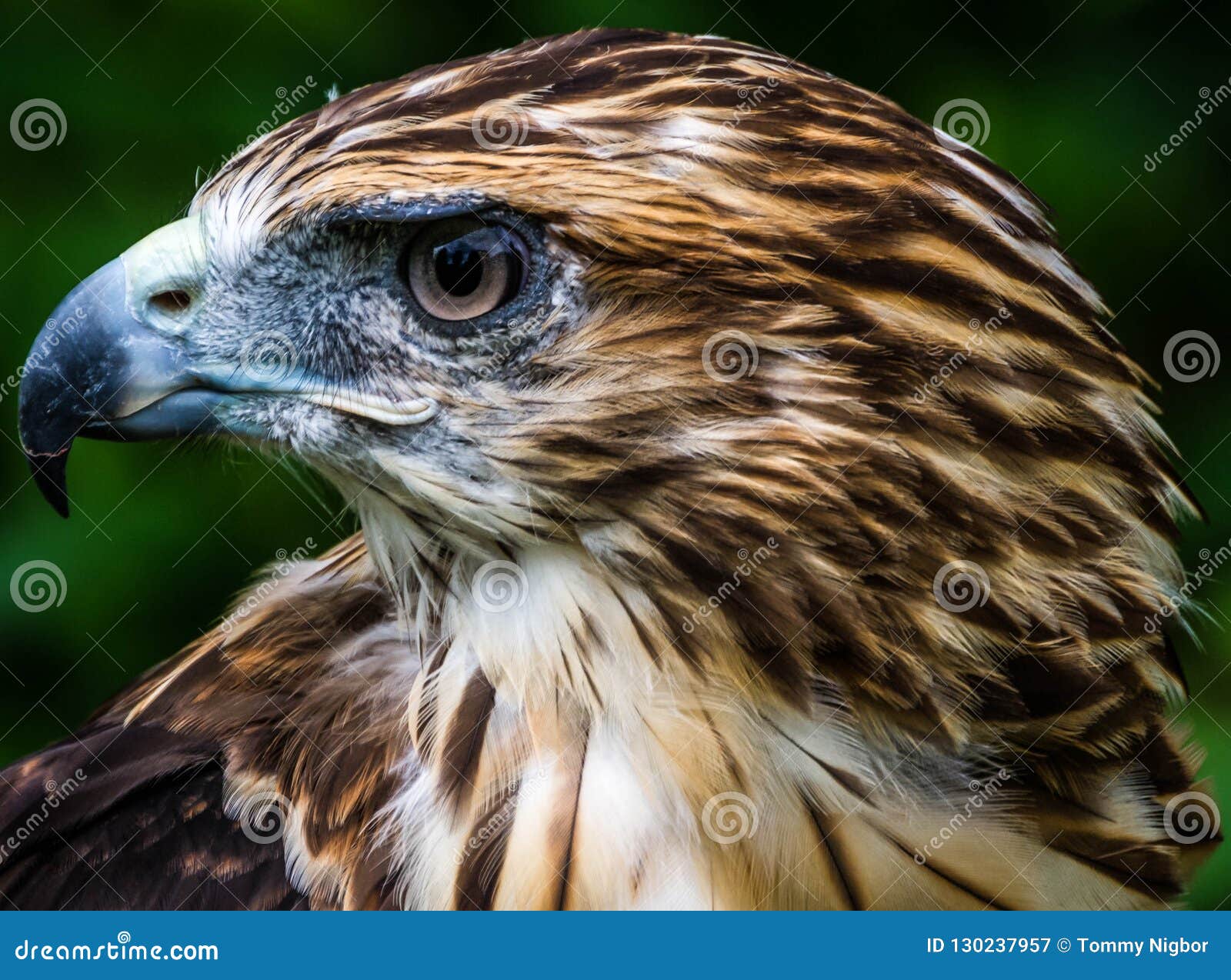 Very Close Up Red Tailed Hawk Face Stock Image - Image of bird ...