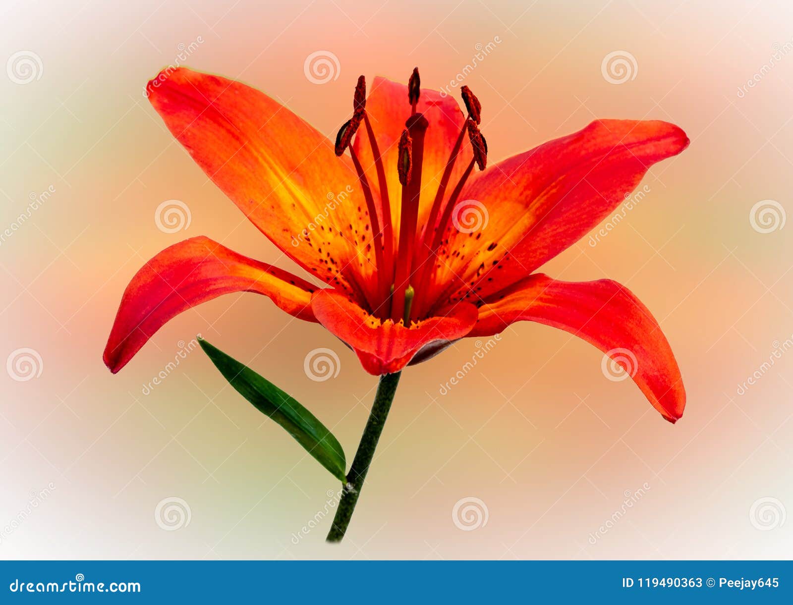 Bright Red Iris on Blurred Background Stock Image - Image of plant ...