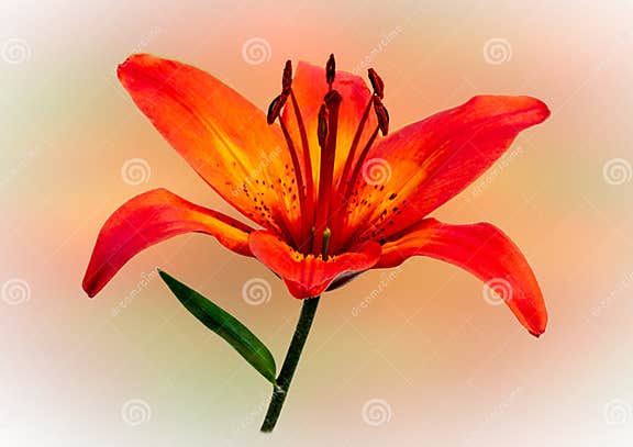Bright Red Iris on Blurred Background Stock Image - Image of plant ...