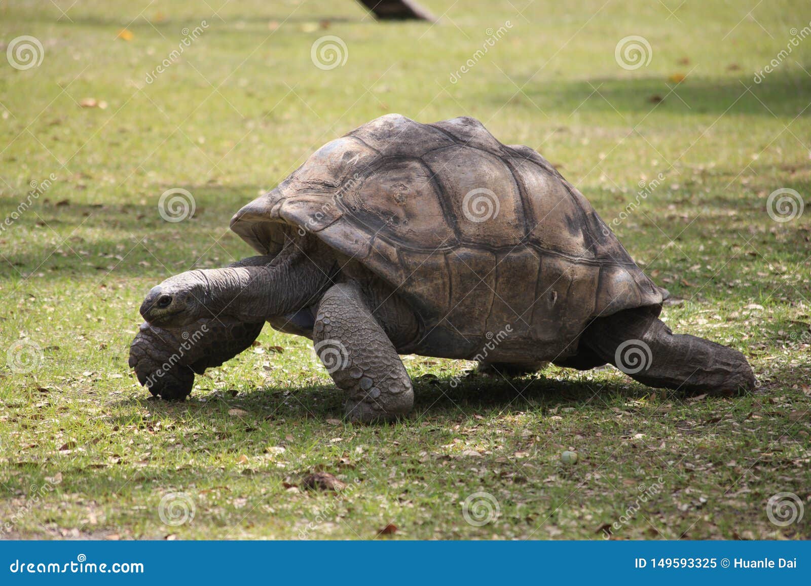 Very Big Old Turtle. Royalty-Free Stock Photography | CartoonDealer.com ...