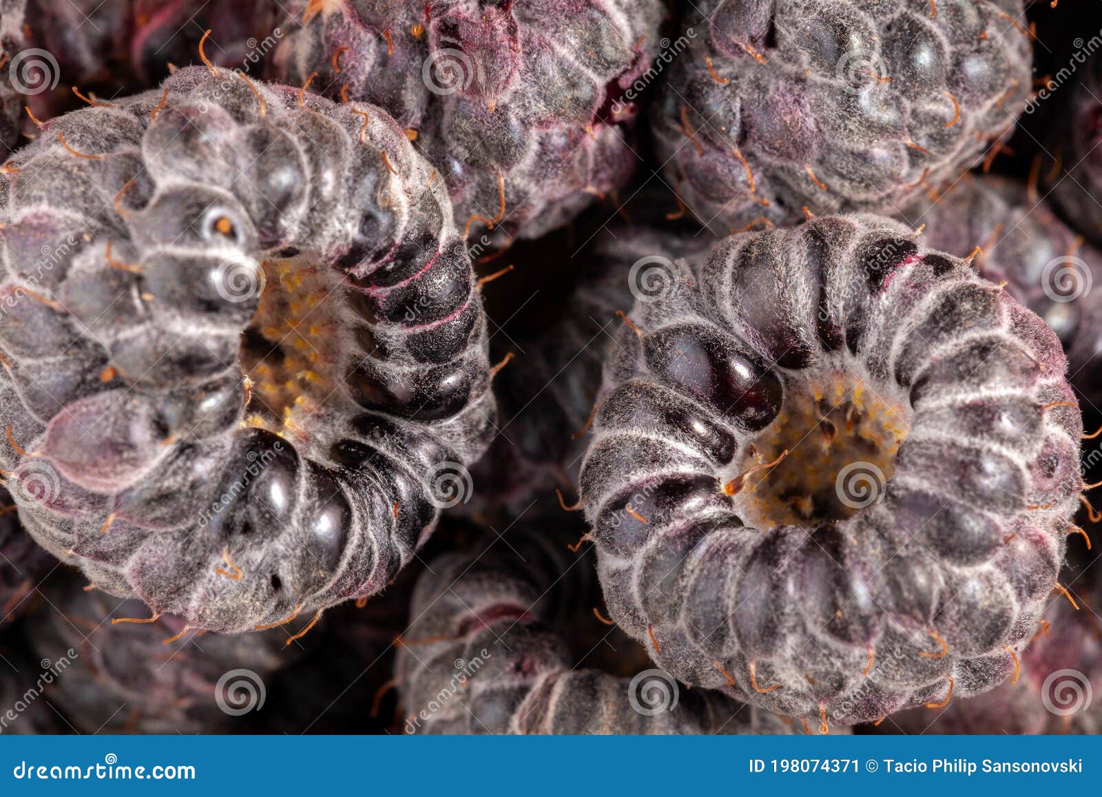 Very Close Wild Raspberry Pattern Ready To Eat Ripe Fruits Stock Image ...