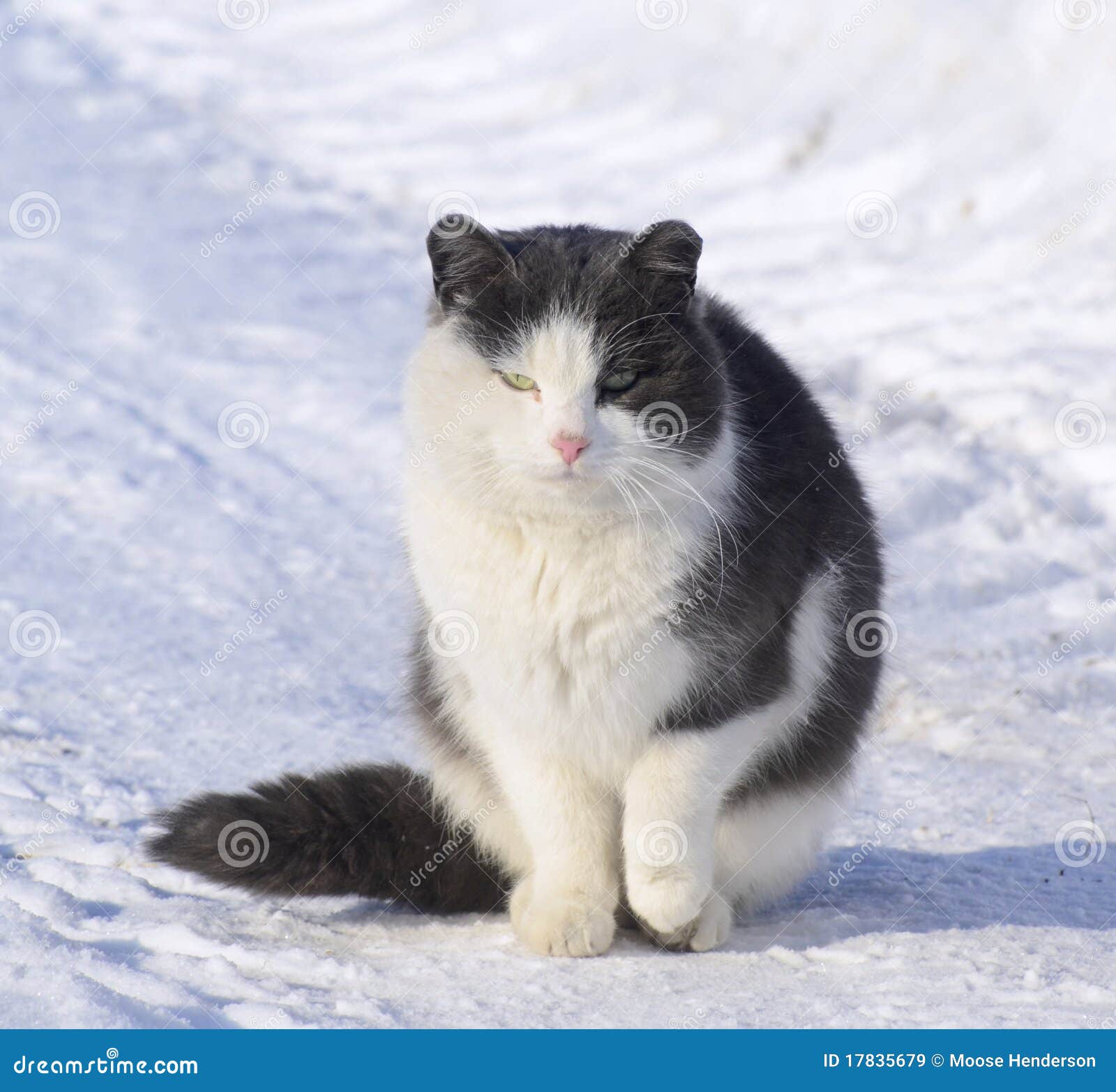 Very cold Cat stock image. Image of animal, white, mammal - 17835679