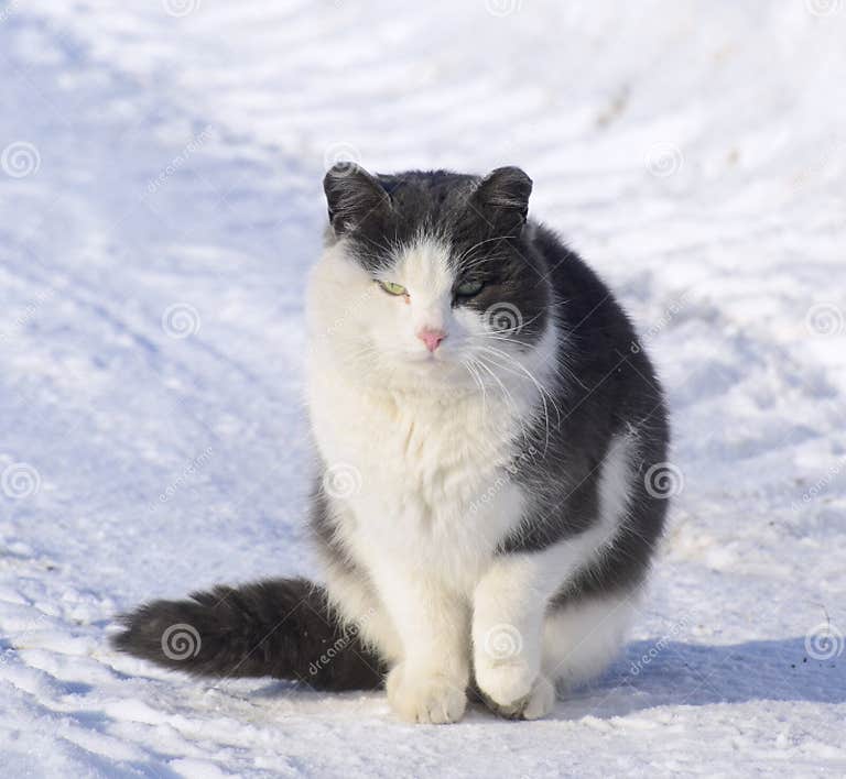 Very cold Cat stock image. Image of animal, white, mammal - 17835679