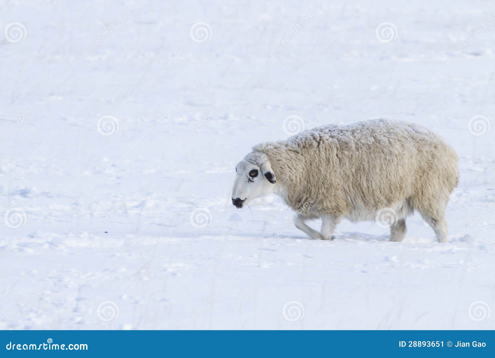 Very Cold Weather and Sheep Stock Image - Image of mongolia, processing ...
