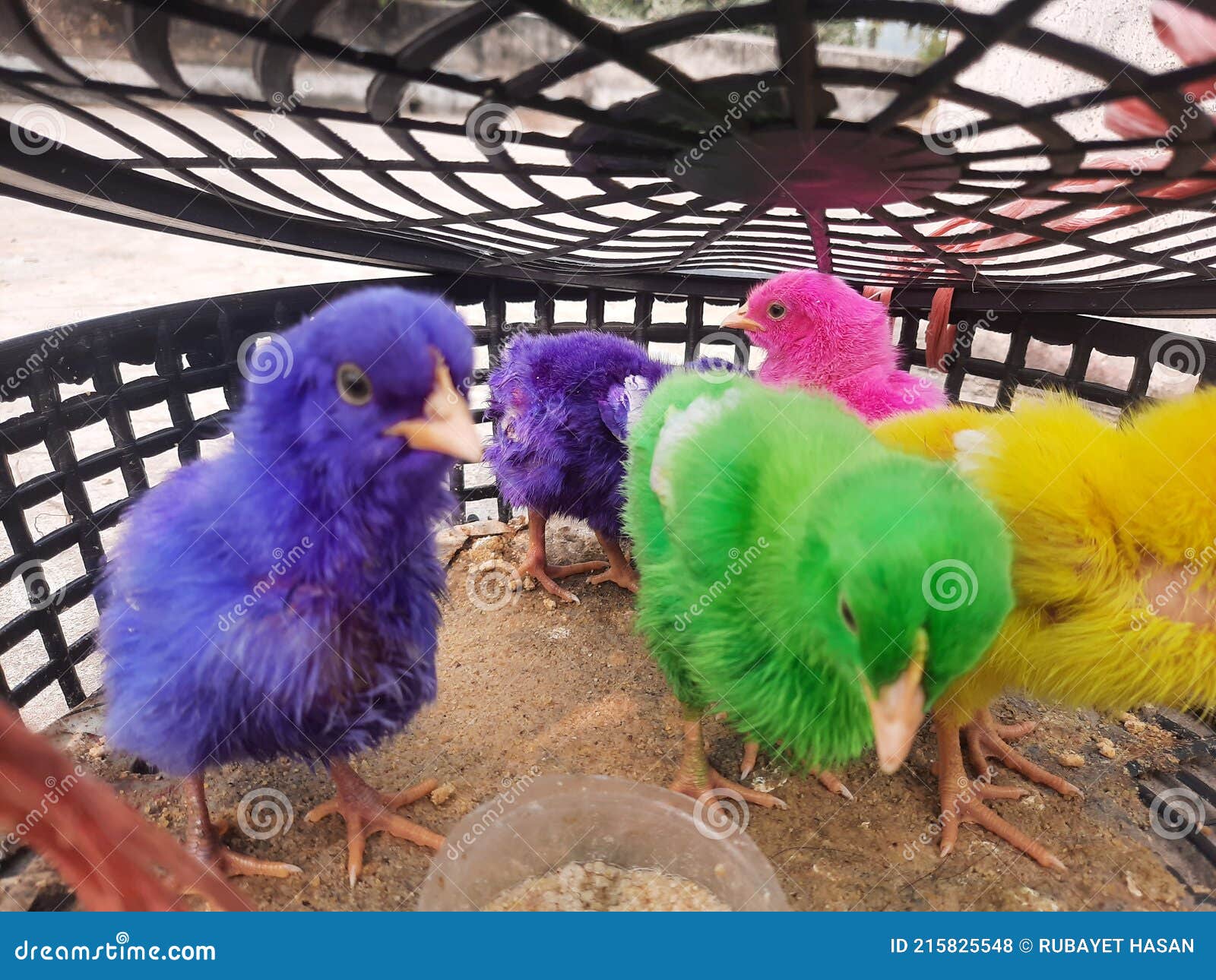 Very Colorful chicks stock photo. Image of parakeet - 215825548