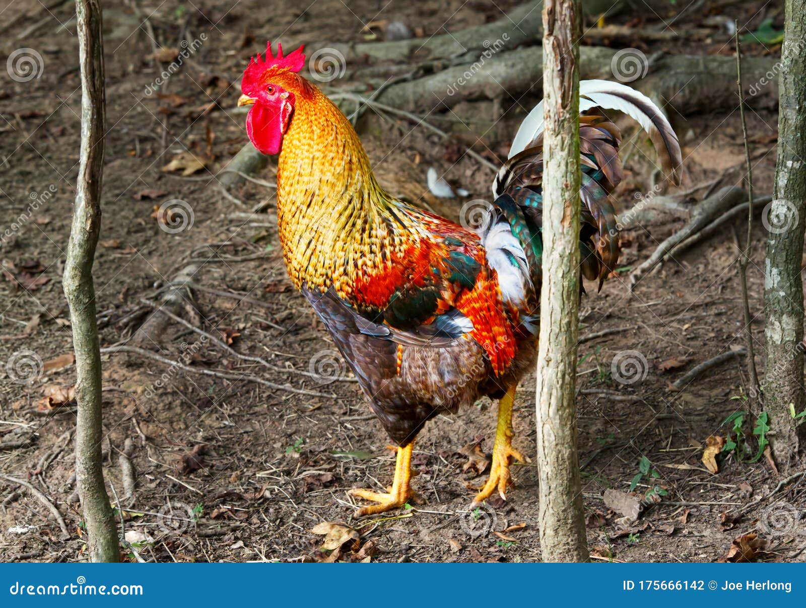 An Olive Egger Rooster in the Barnyard. Stock Photo - Image of colorful ...