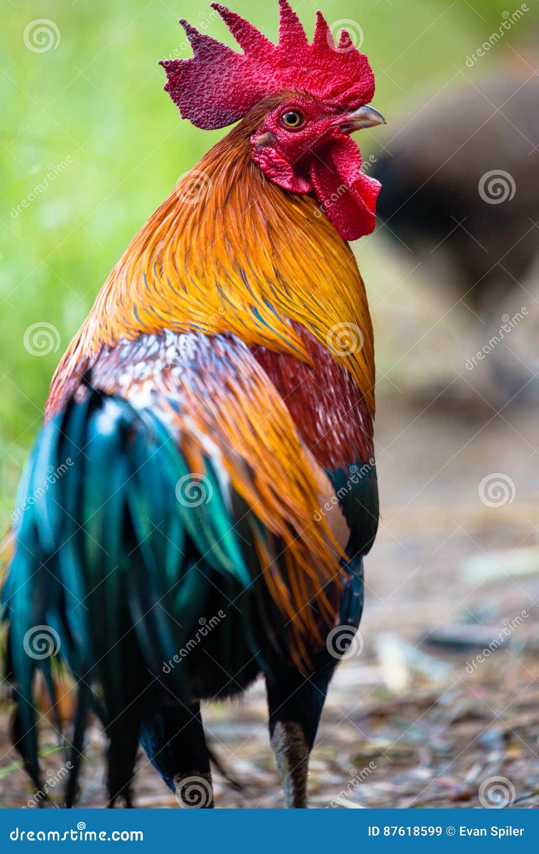 Very Colorful Rooster Portrait Stock Image - Image of asia, bird: 87618599