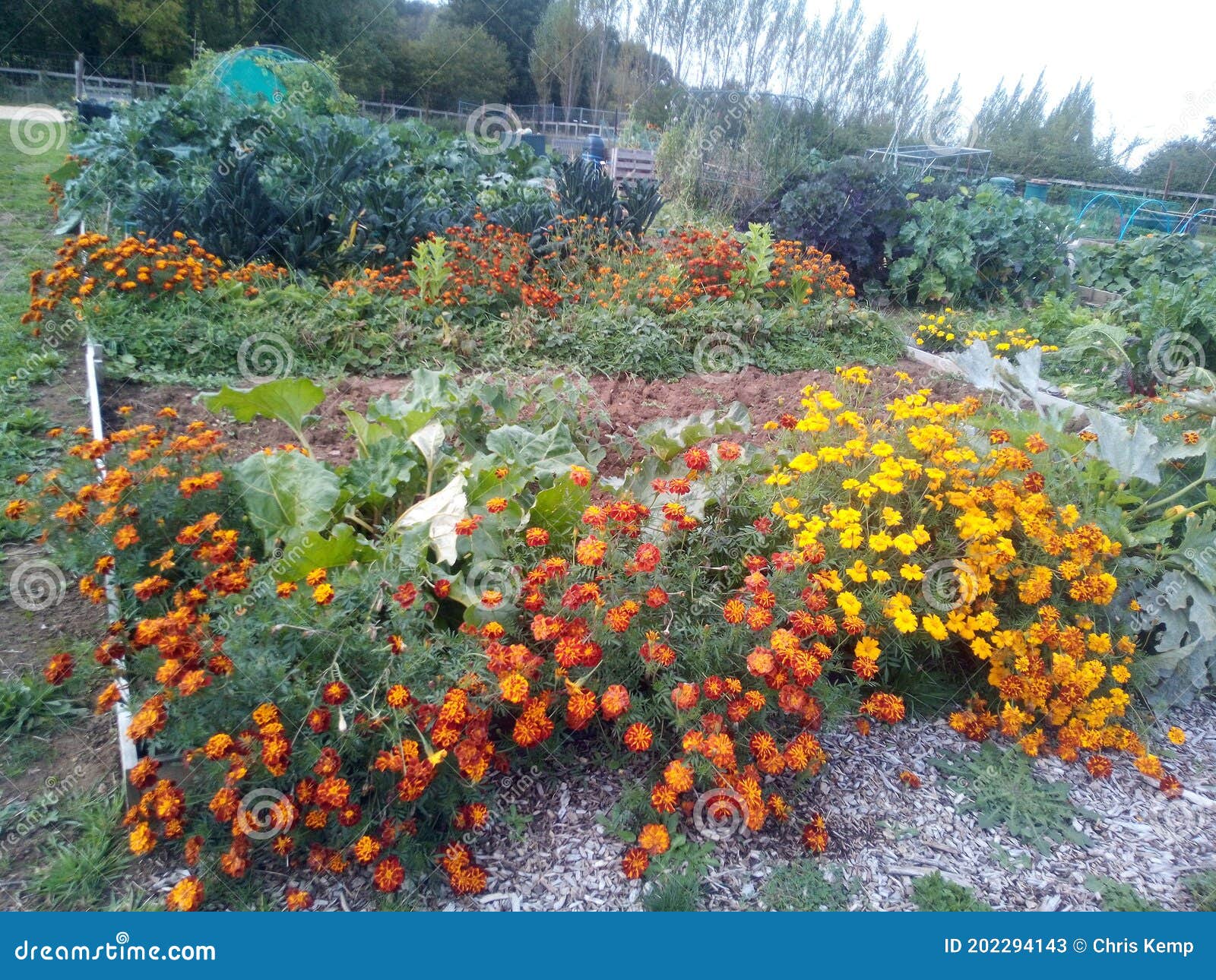 A Very Colourful Display of Flowers Growing on an Allotment Plot Stock ...