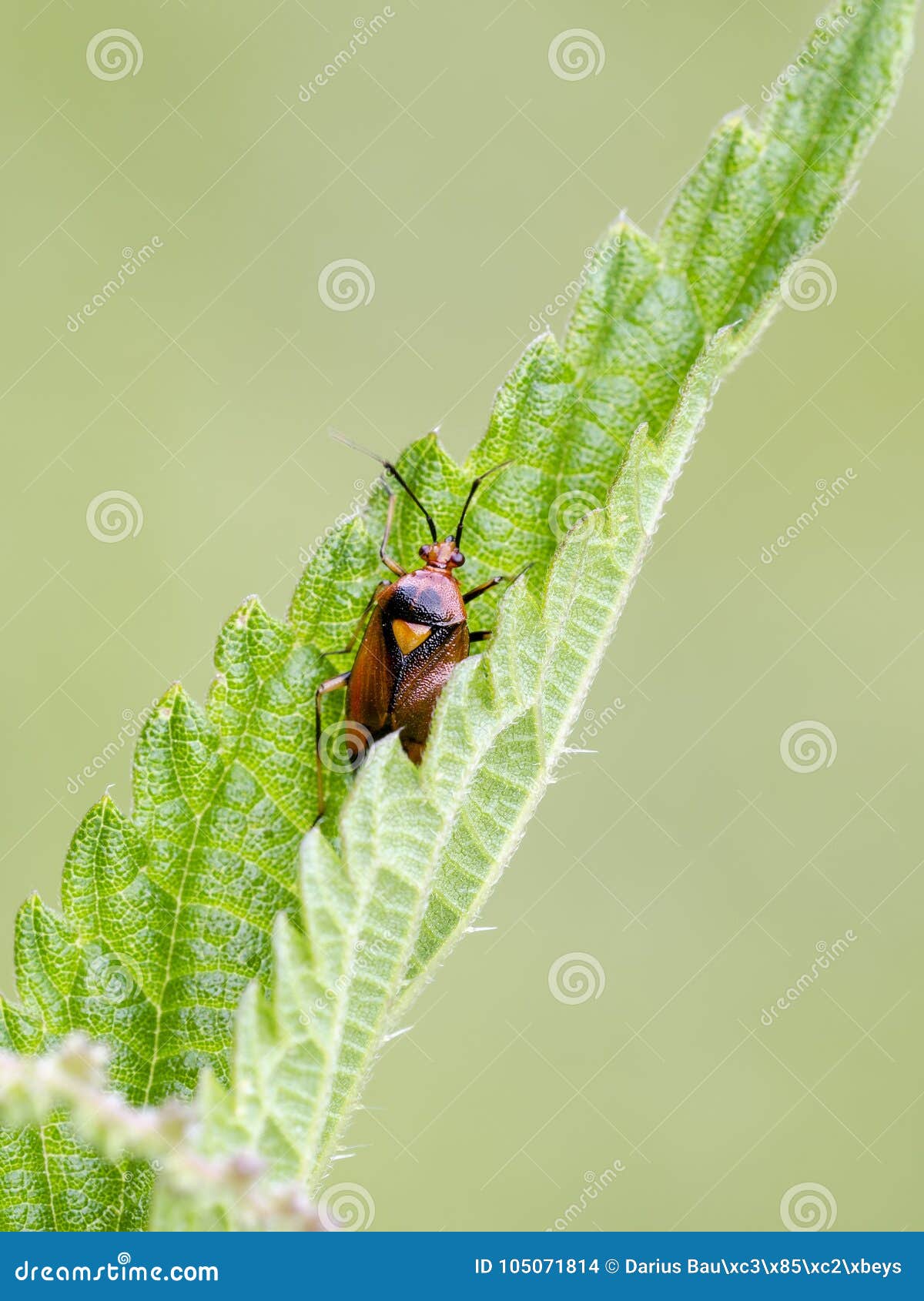 Mirid bug on a leaf stock photo. Image of macro, outdoor - 105071814