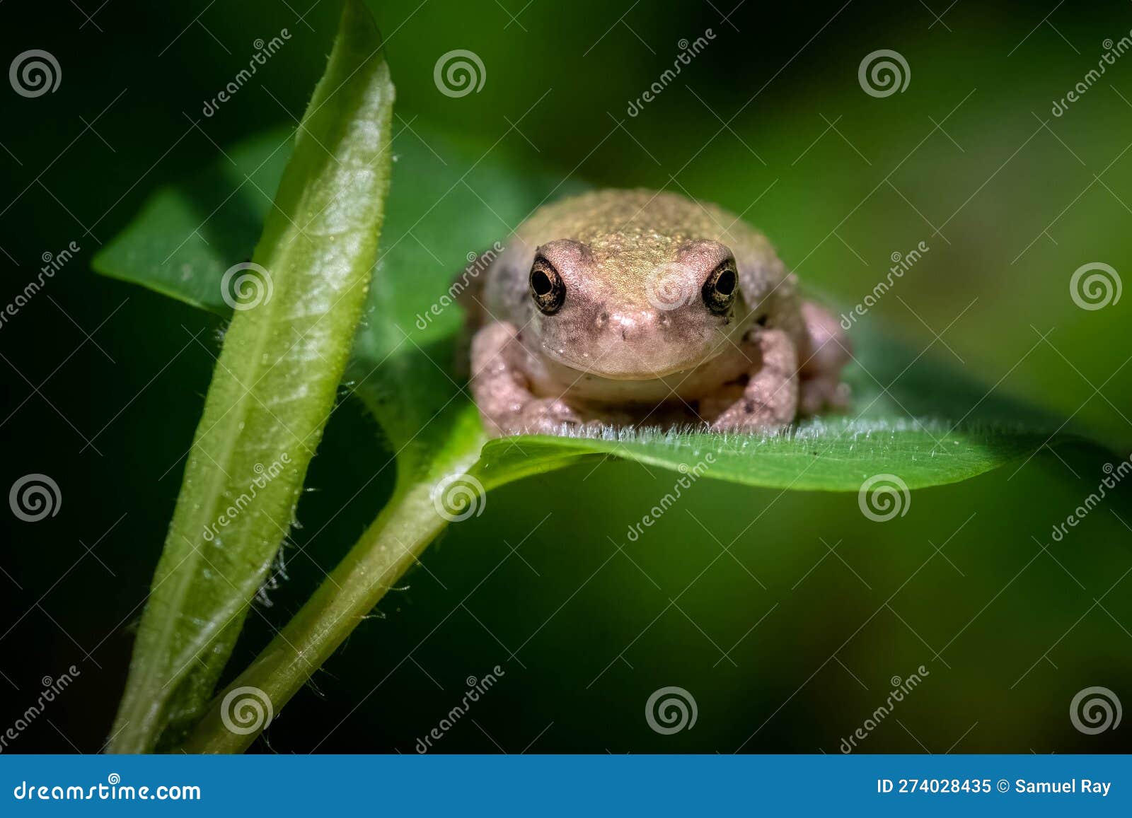 A Very Comfortable Cope S Gray Treefrog Stock Image - Image of close, animal: 274028435
