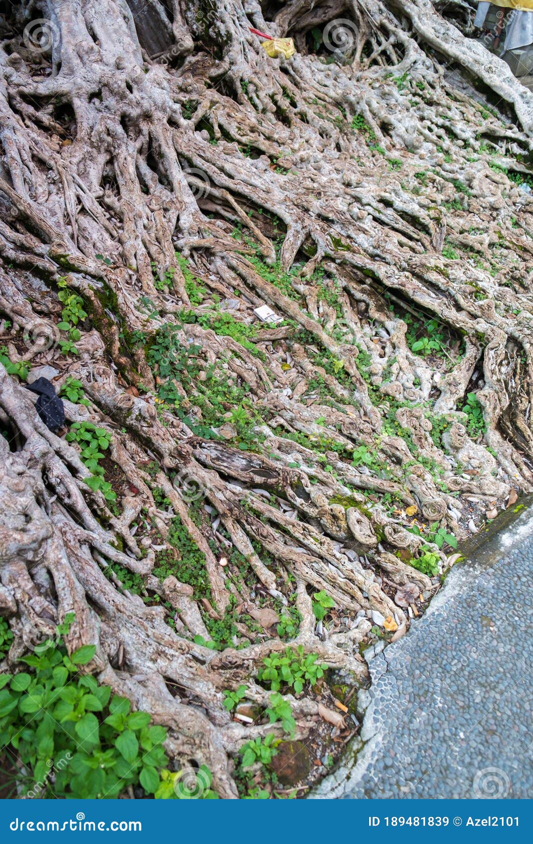 A Very Complex Root System of Forest Trees. Stock Image - Image of ...