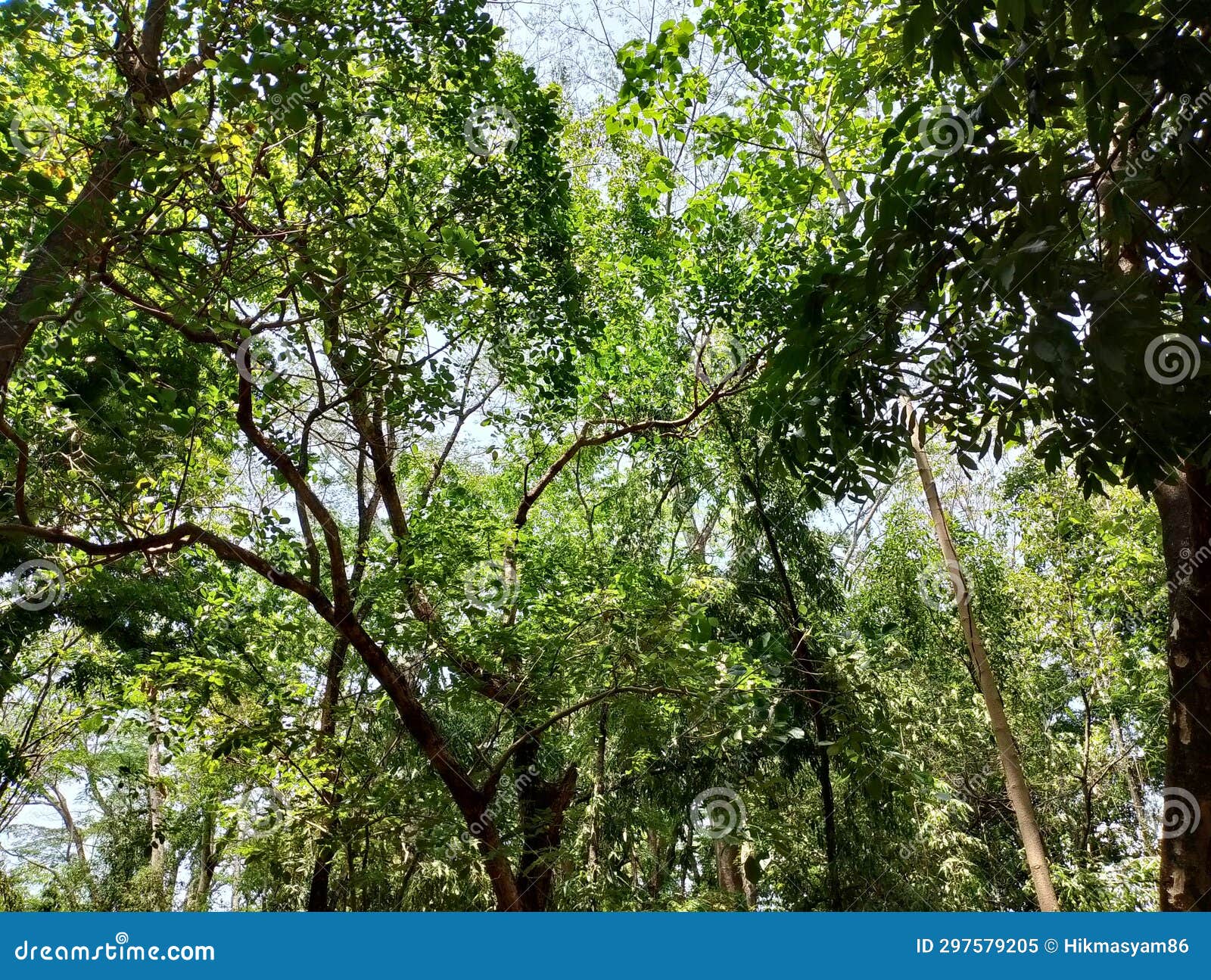 Very Cool Atmosphere Tree Cool Shady Stock Image - Image of shady, tree ...