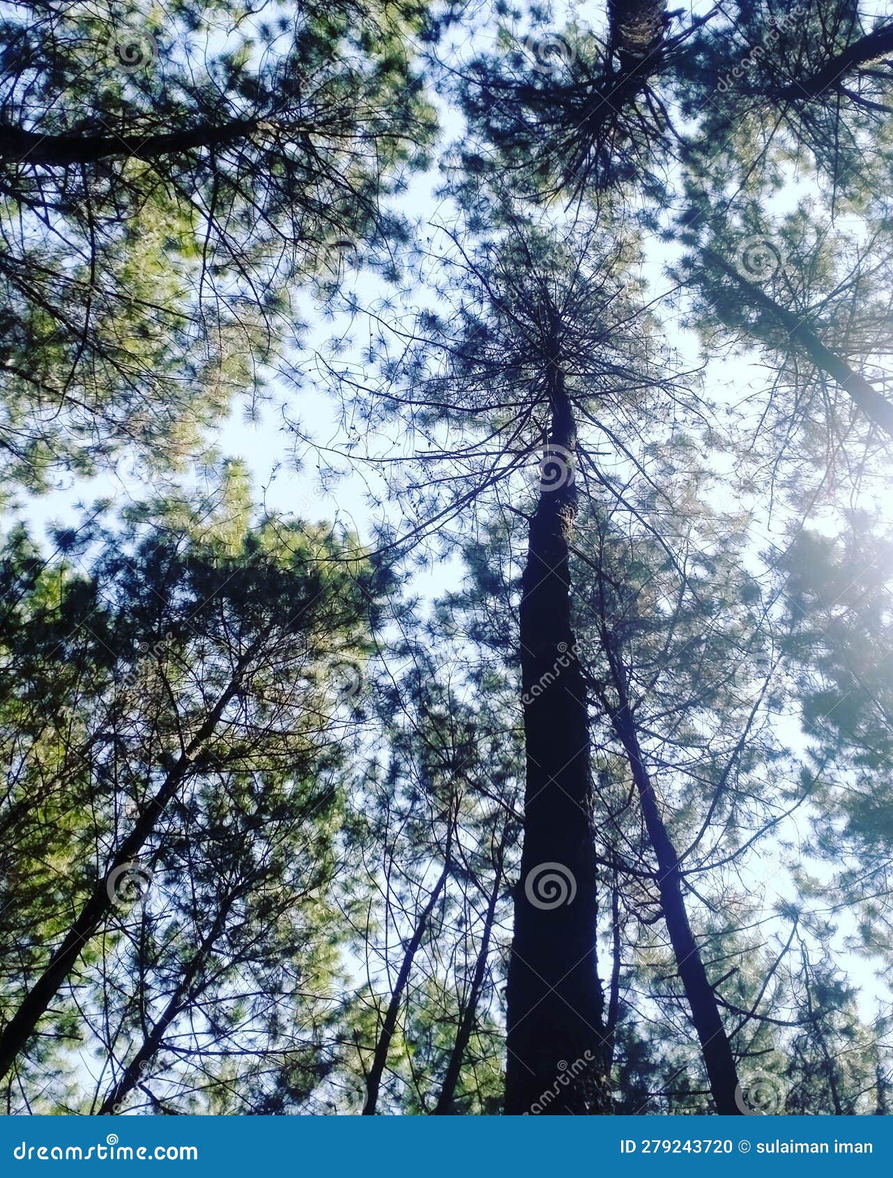Very Beautiful Natural Pine Trees and Cool Atmosphere Stock Photo ...