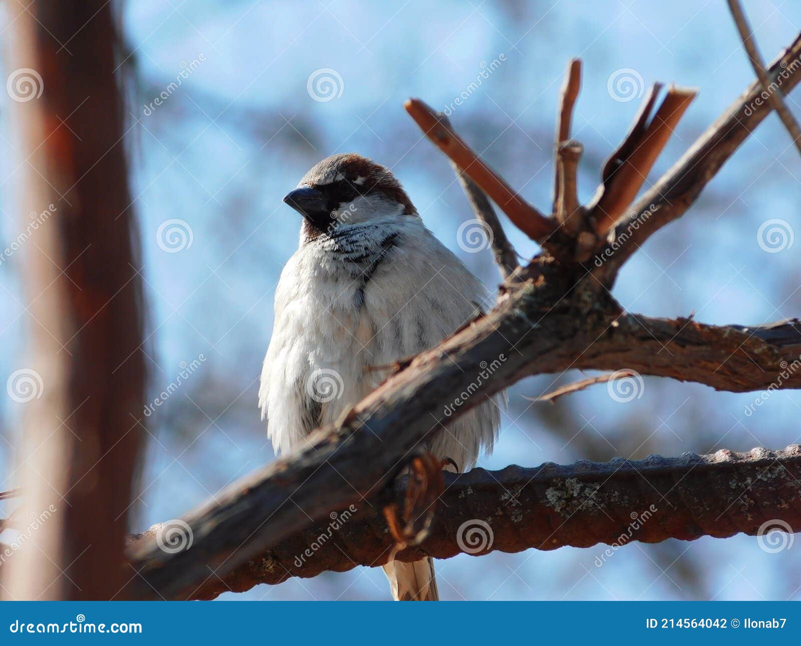 Very Cool Bird, Beautiful Sparrow Stock Photo - Image of bird, sparrow ...