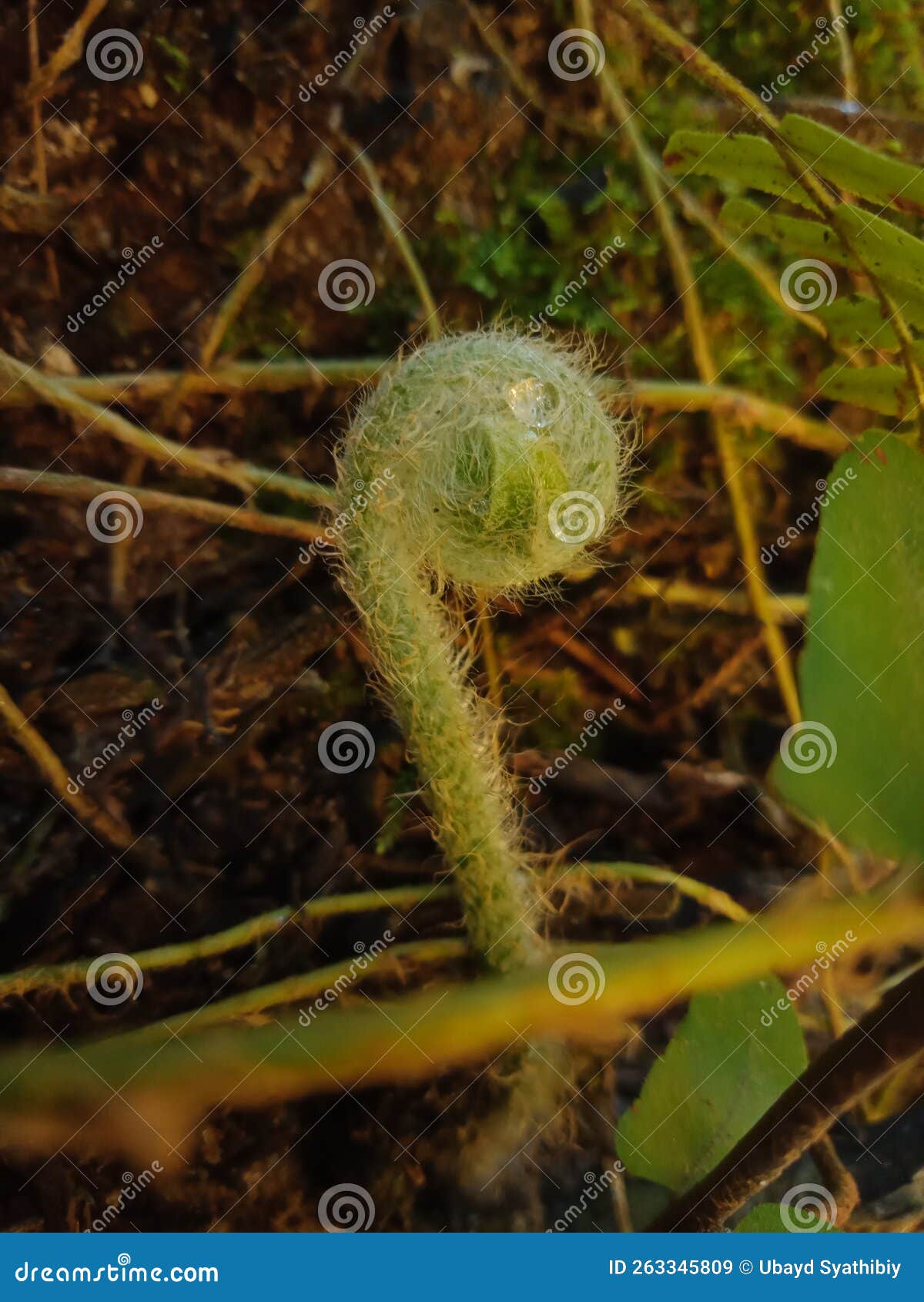 Very Cool New Shoot of a Fern Tree Stock Image - Image of soil ...