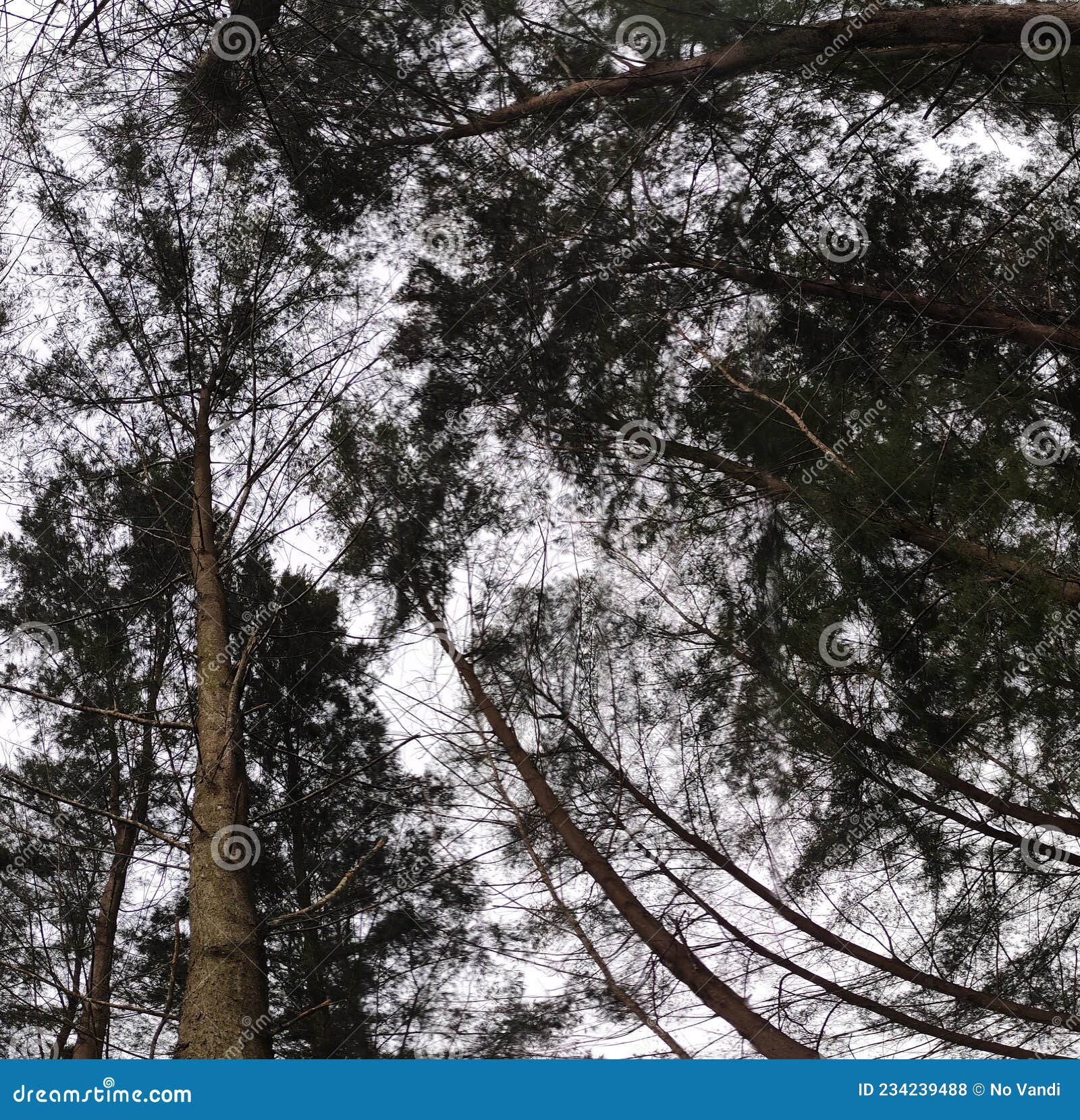 Very Cool Pine Tree stock photo. Image of forest, trees - 234239488