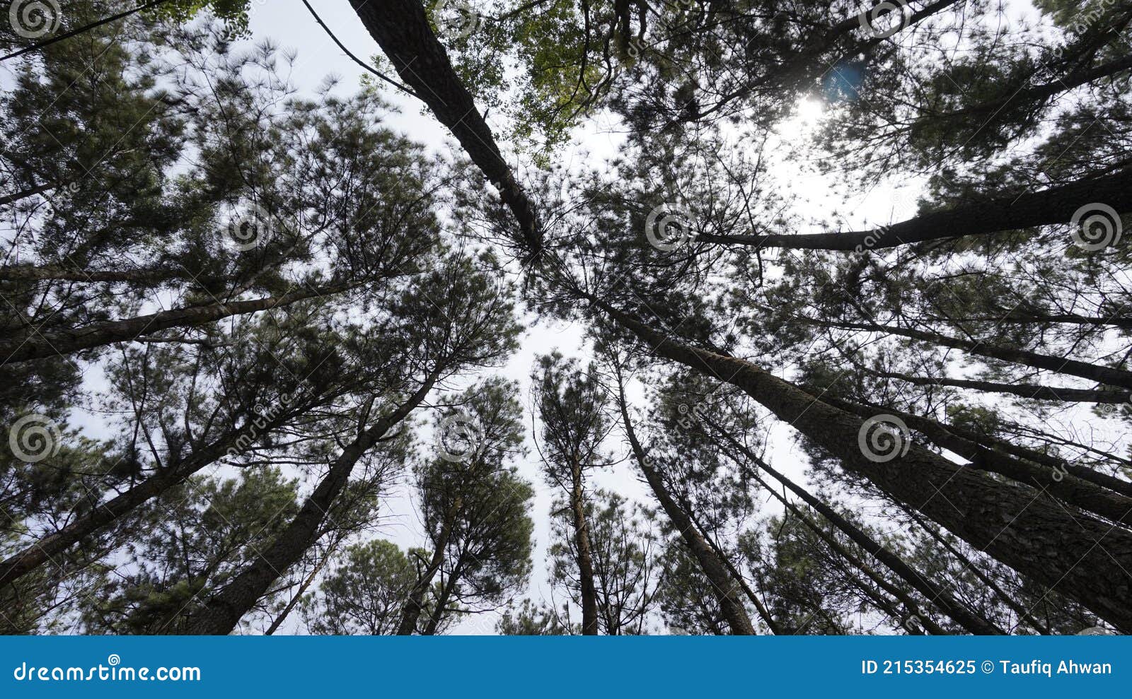 Very cool pine tree stock image. Image of nice, photographing - 215354625