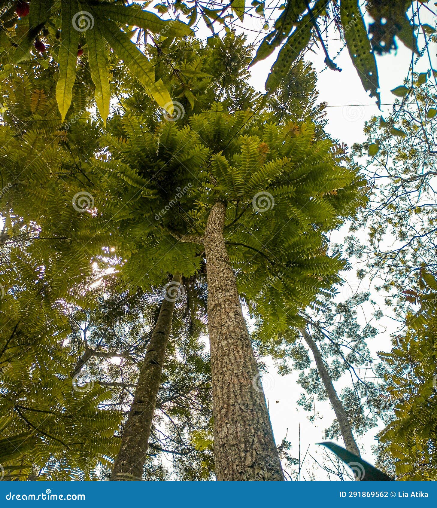 It is Very Cool To Take Shelter Under a Tall Tree Stock Photo - Image ...