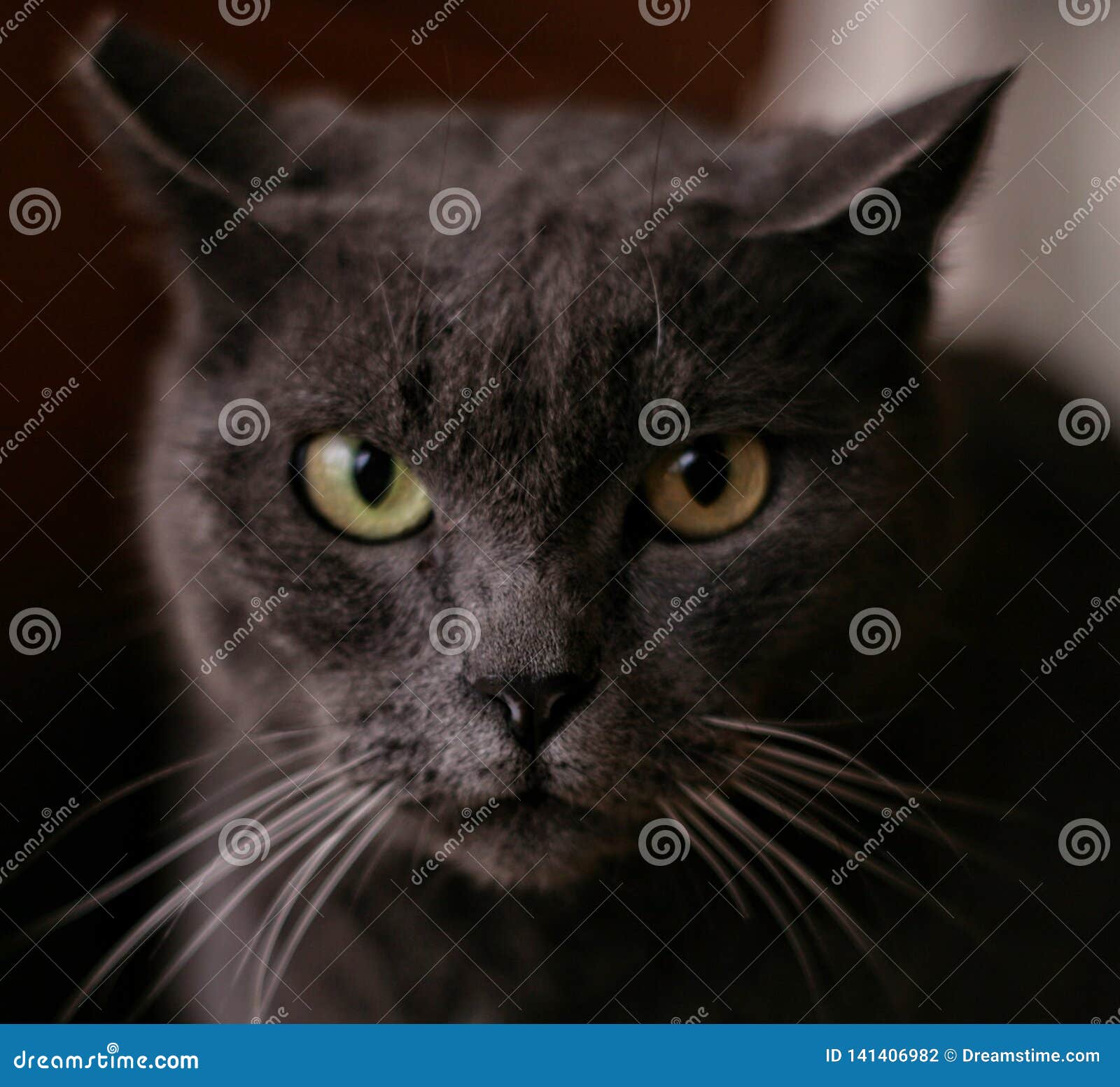 A very curious cat! stock photo. Image of curious, canon - 141406982