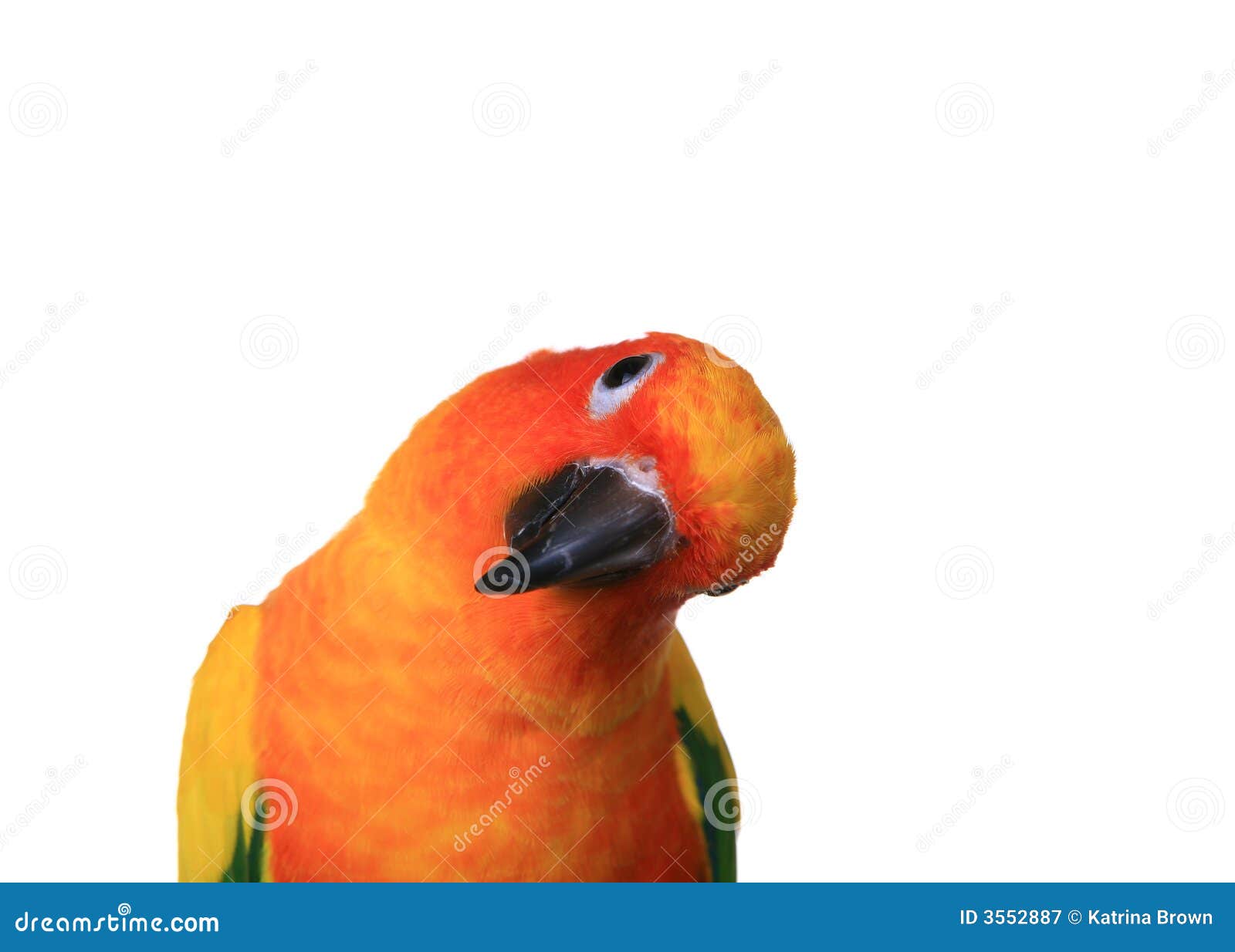 Very Curious Sun Conure stock image. Image of green, bird - 3552887