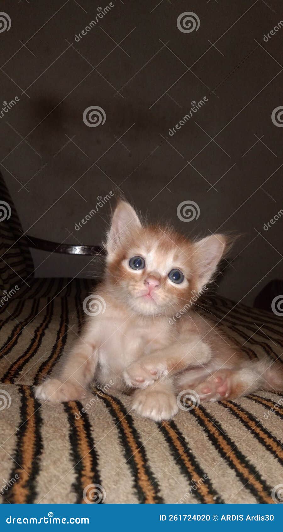 Very Cute and Adorable Kitten Style Stock Photo - Image of adorable ...
