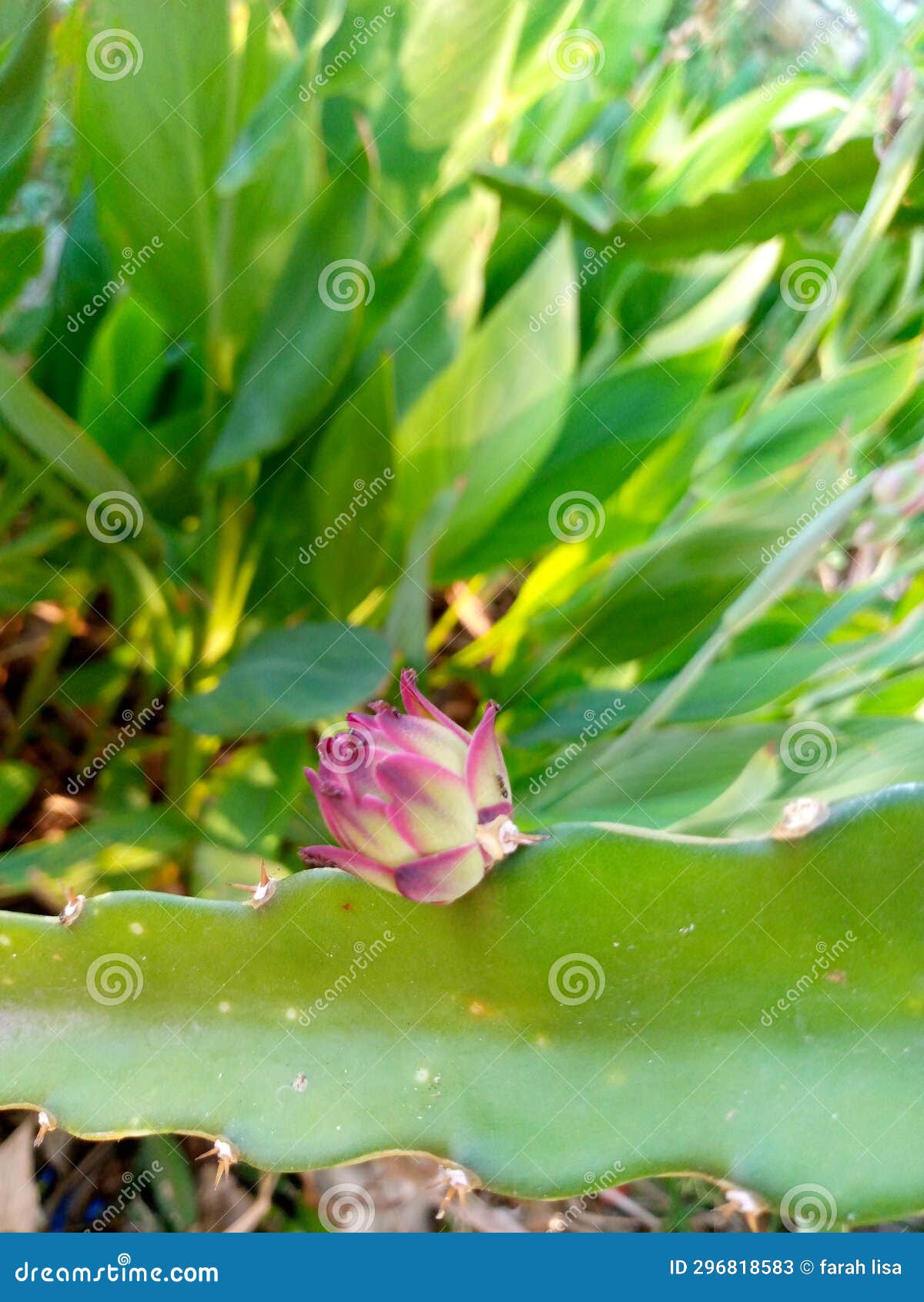 Very Cute Baby Dragon Fruit Stock Image - Image of baby, fruit: 296818583