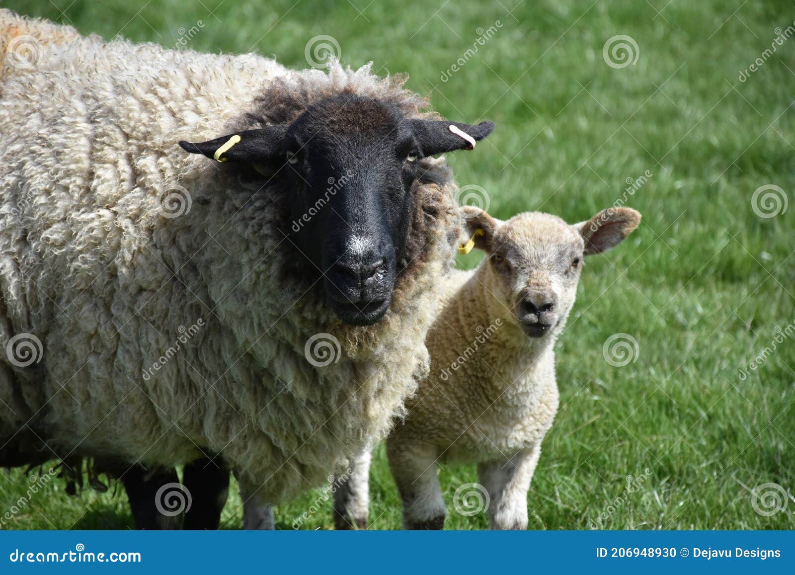 Very Cute Baby Lamb beside a Ewe in a Field Stock Photo - Image of farm ...