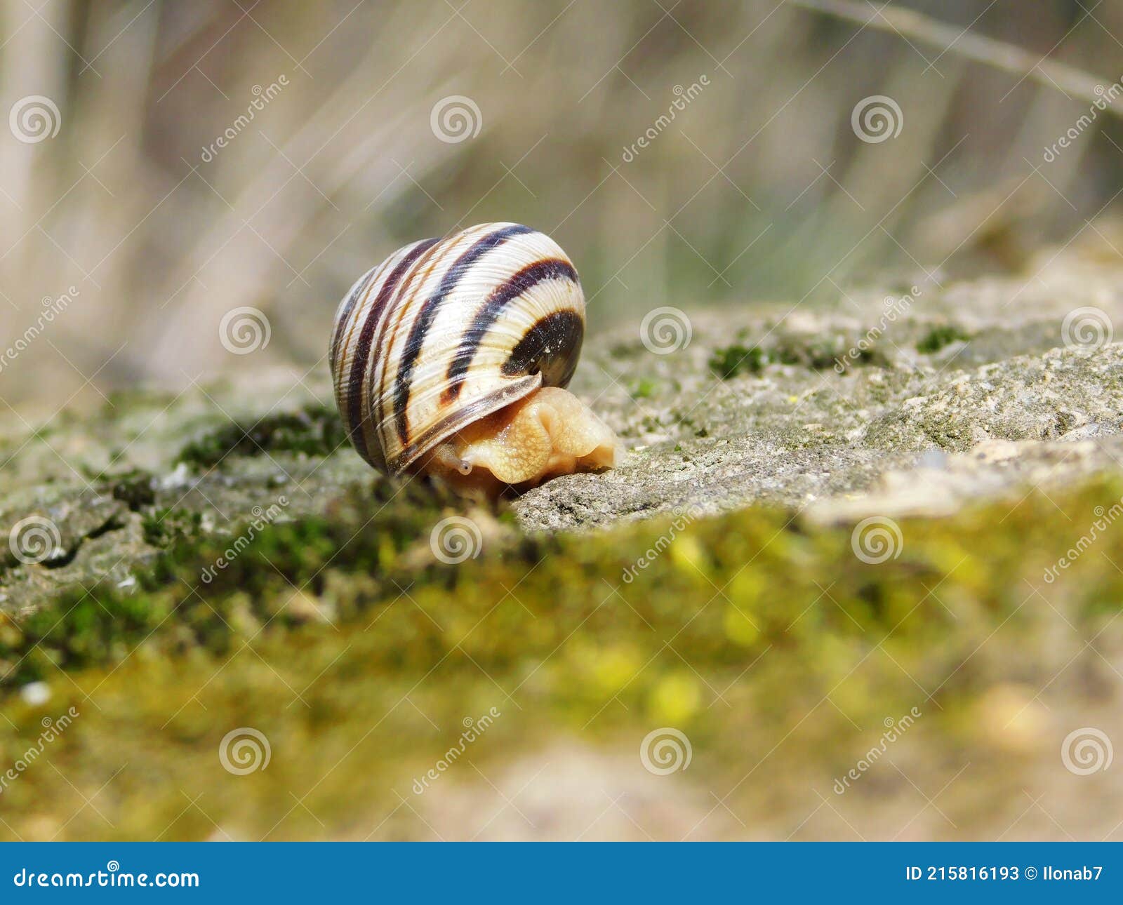 Very Cute and Beautiful Snail Stock Image - Image of food, nature ...
