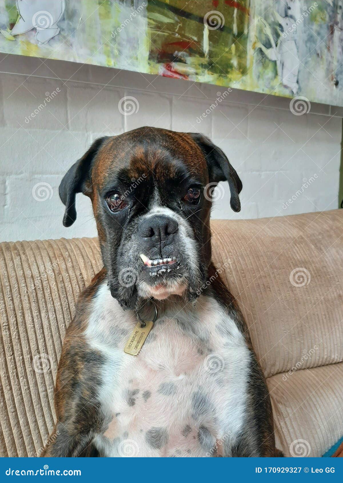 A Very Cute Boxer Dog Sitting on a Couch Stock Image - Image of cute ...