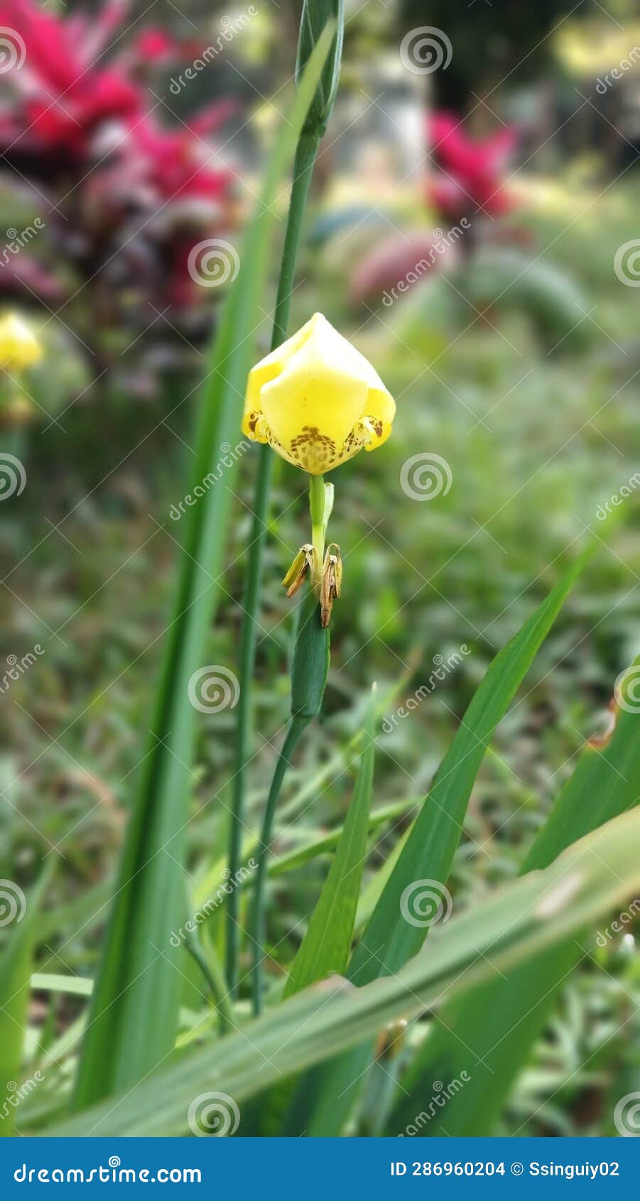 Very Cute and Bright Yellow Flower Buds Stock Photo - Image of meadow ...