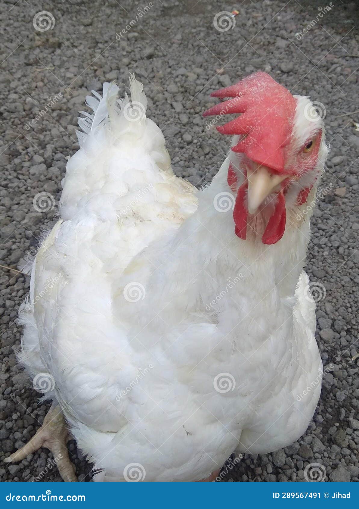 A Very Cute Broiler Chicken Stock Image - Image of cute, whit: 289567491