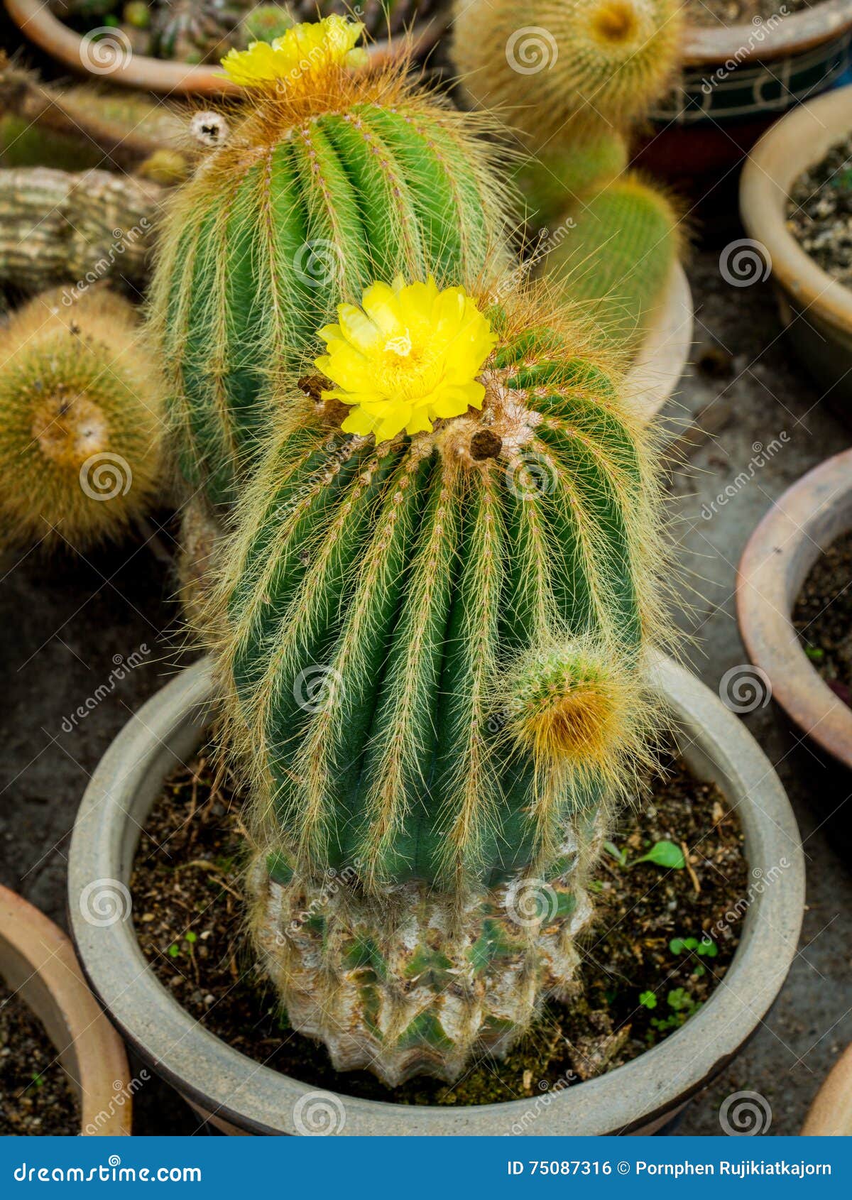 Very Cute Cactus with Flower Stock Photo - Image of bloom, flower: 75087316